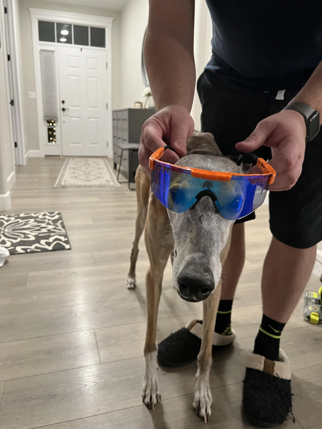 When you think you’re cooler than most hounds | Scrolller