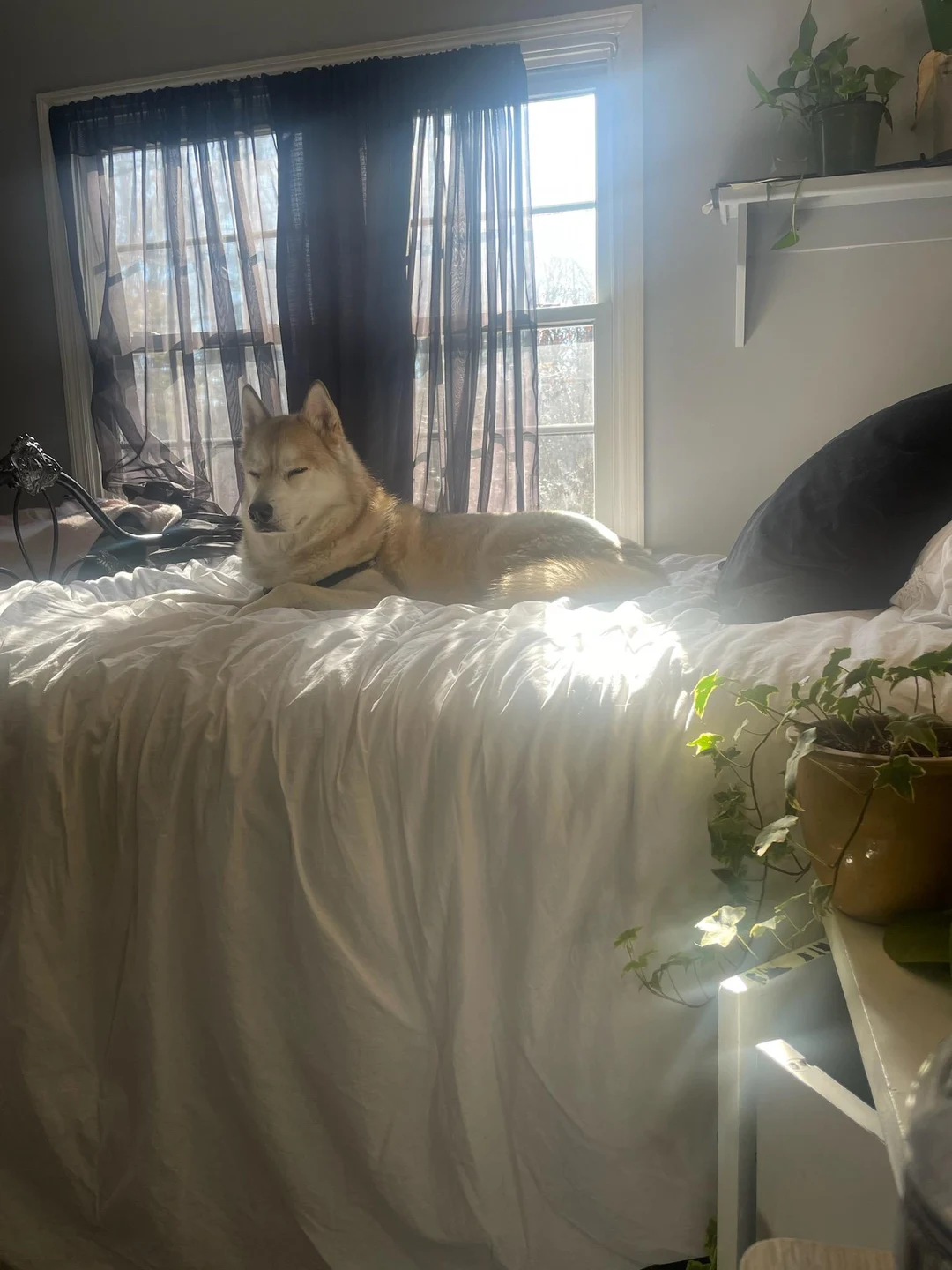 Majestic Creature 💚 | Scrolller