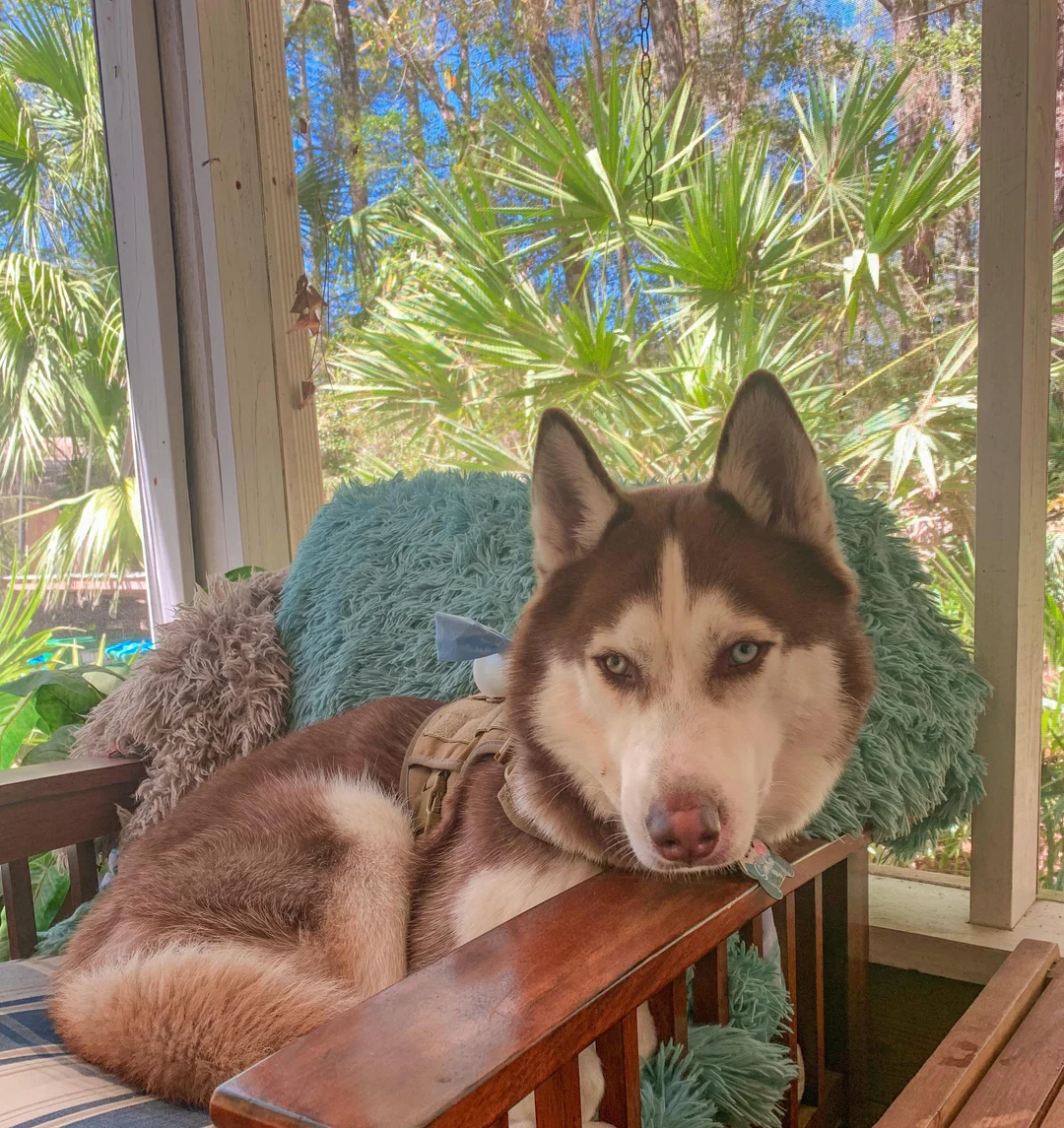 My handsome boy looking like a teddy bear | Scrolller