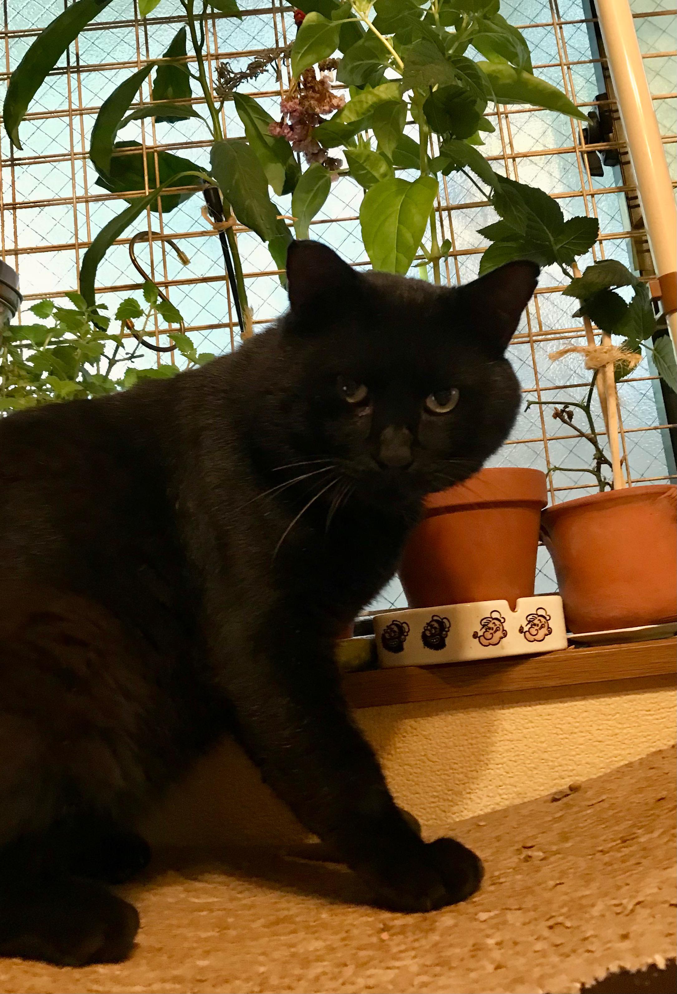 A stray cat in the neighborhood came to relax and chill | Scrolller