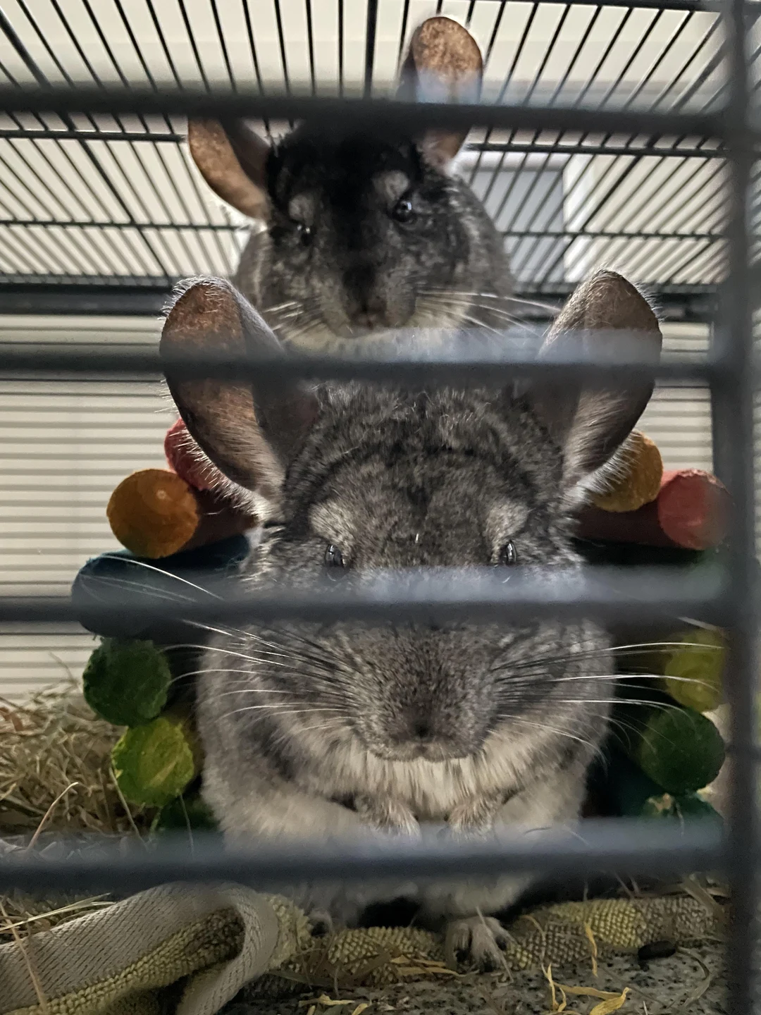 They’re plotting… | Scrolller