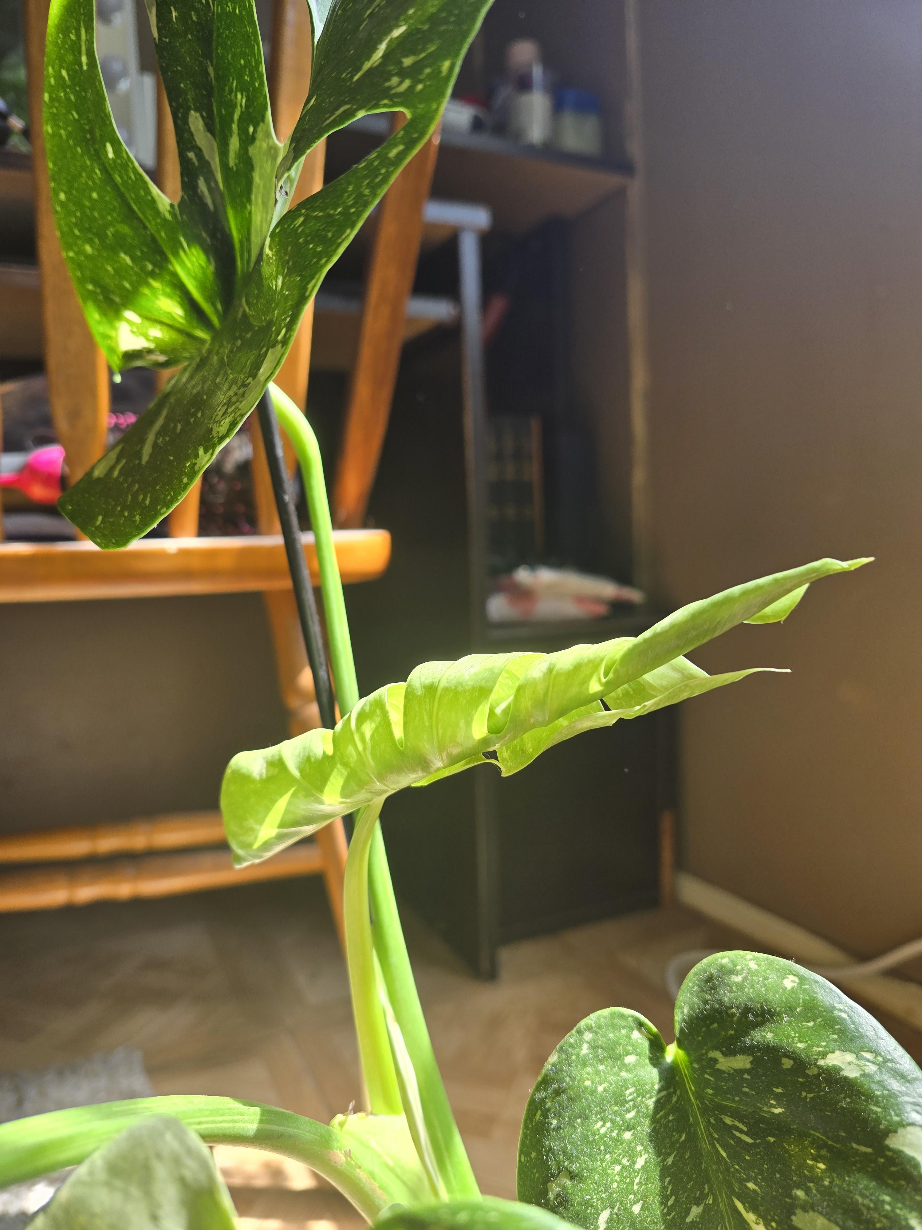 New leaf coming out on my monstera thai | Scrolller