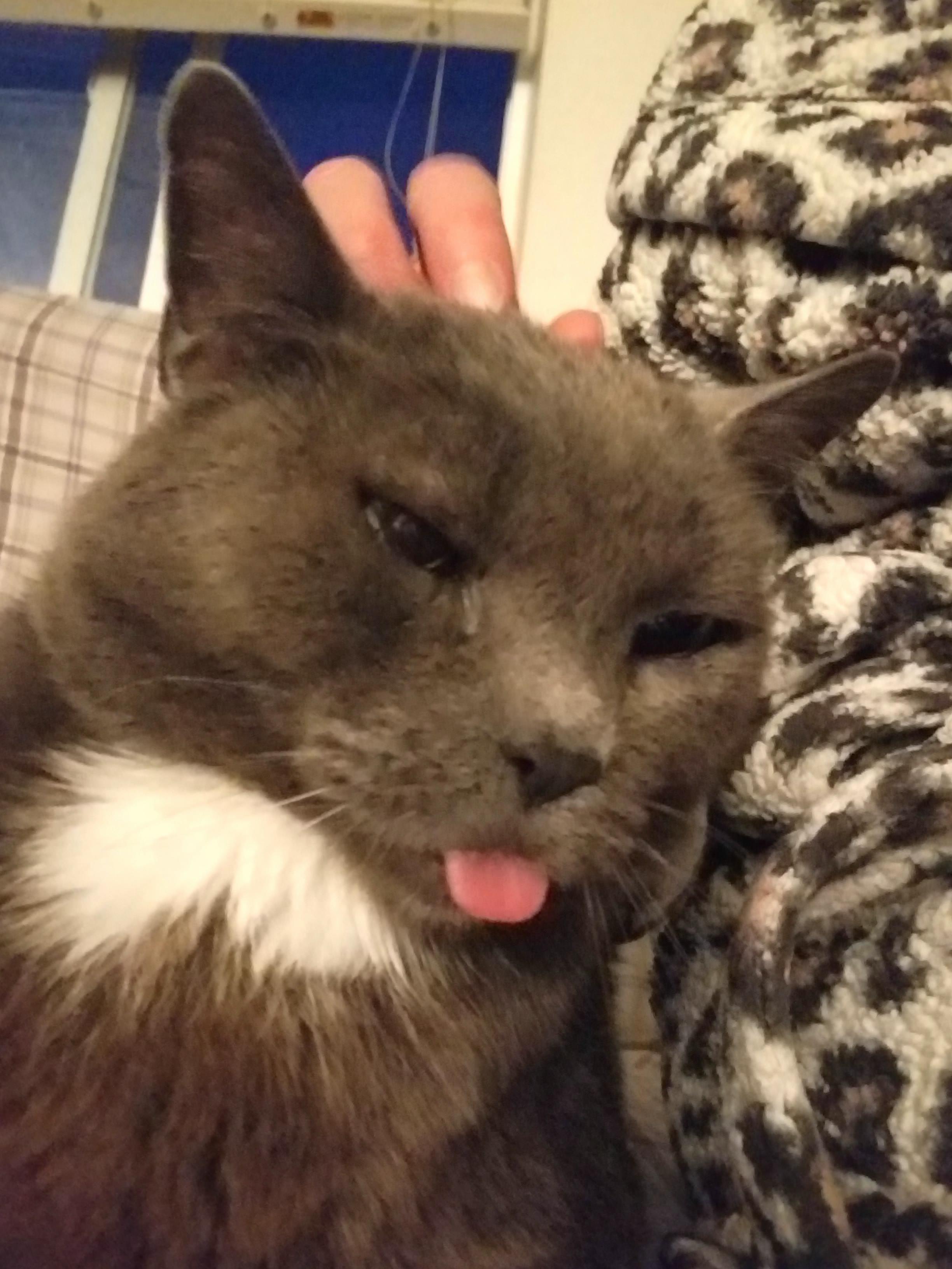 window shade blep | Scrolller