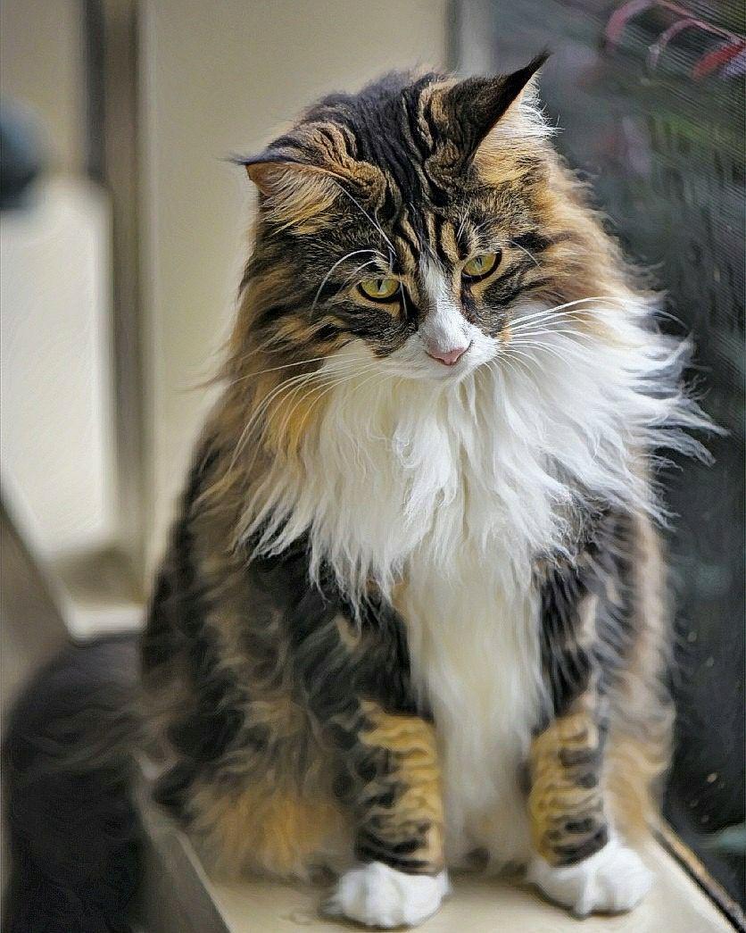 Pretty model Tia | Scrolller