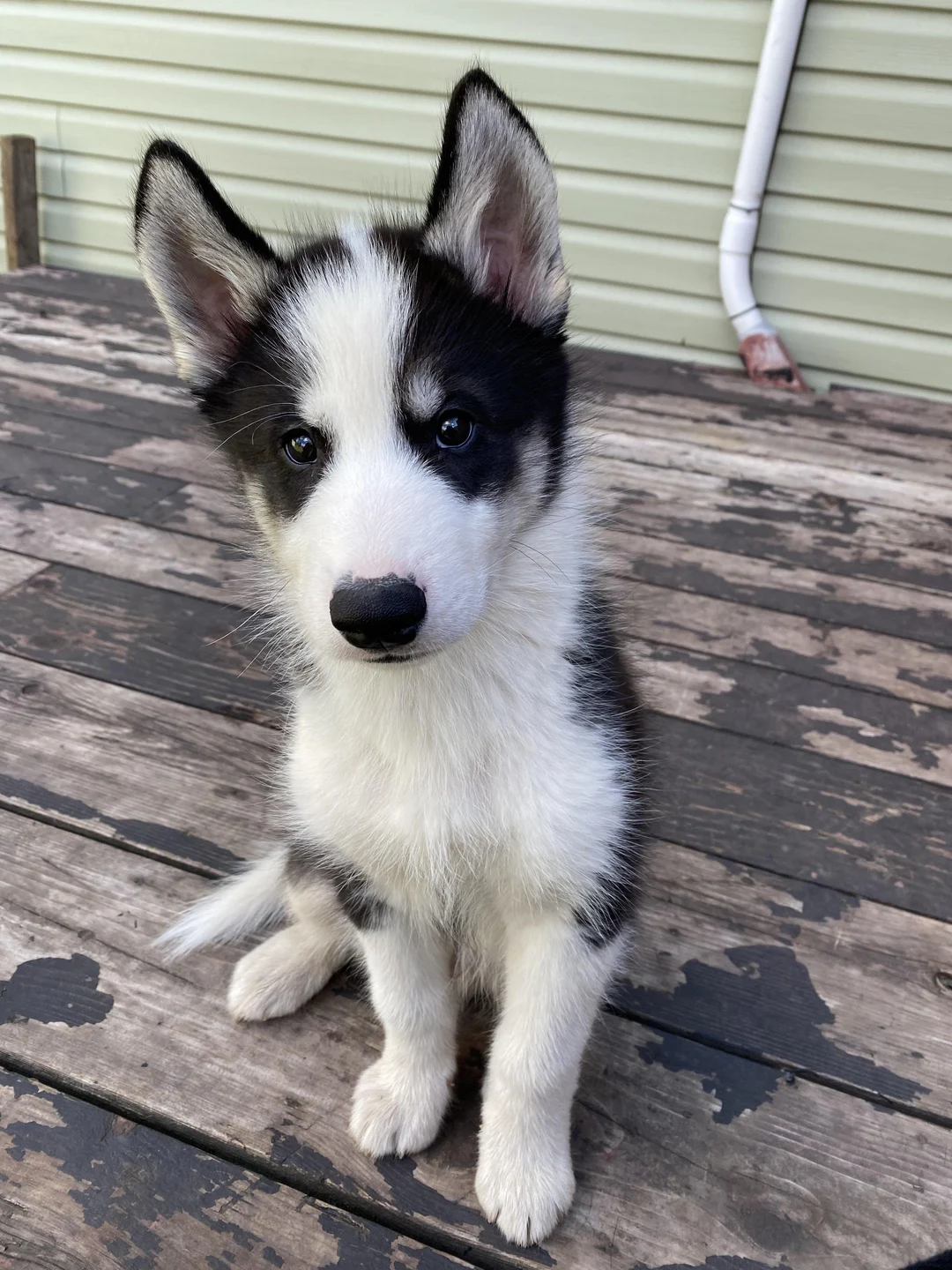 Crate training | Scrolller