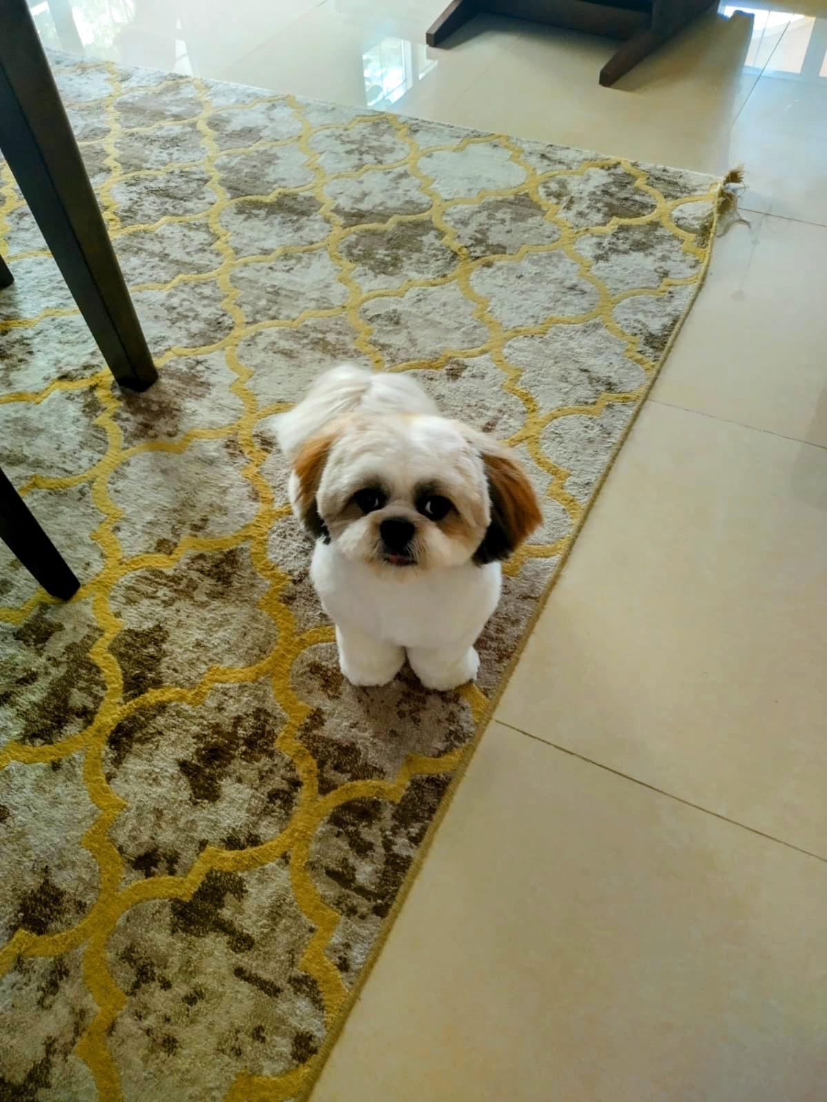 Tiny Milo | Scrolller