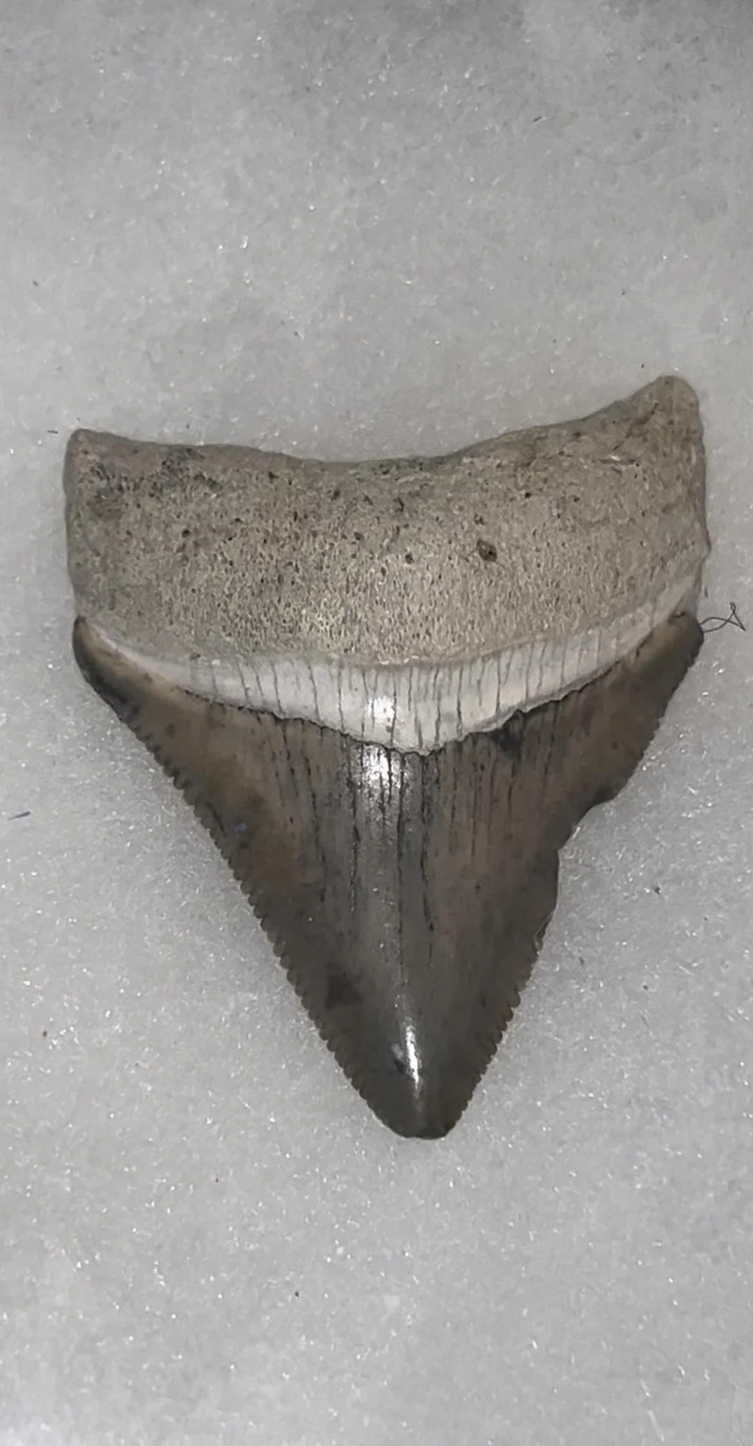 Megalodon Shark Tooth Fossil From Bone Valley. | Scrolller