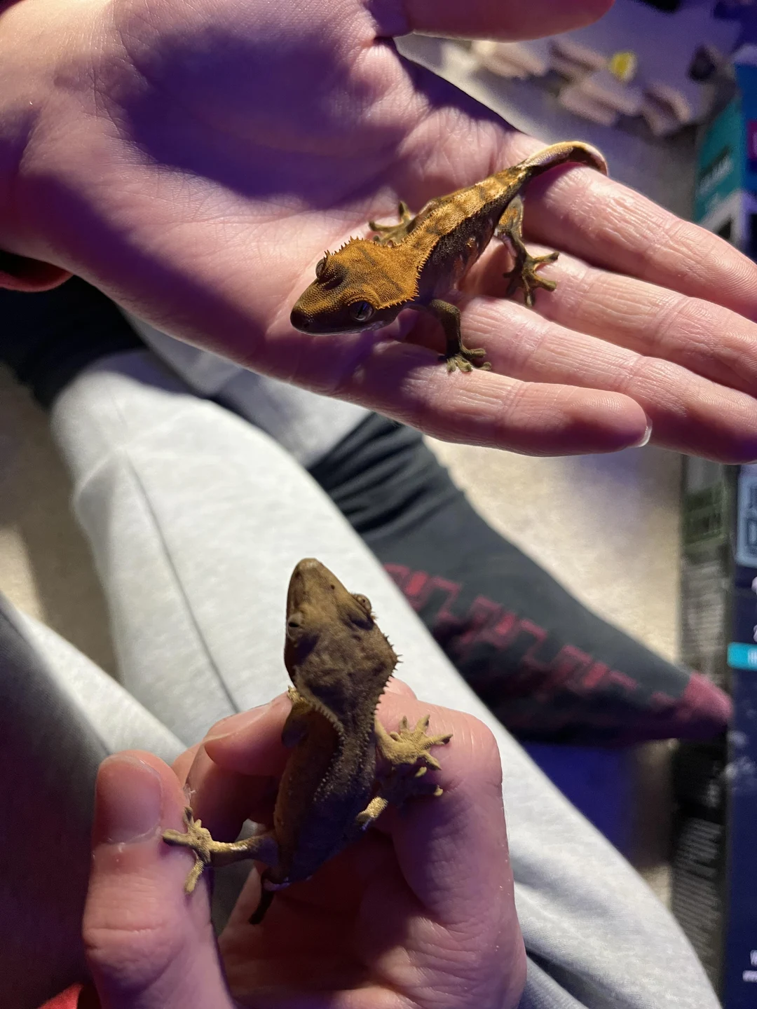 my two crested geckos. | Scrolller