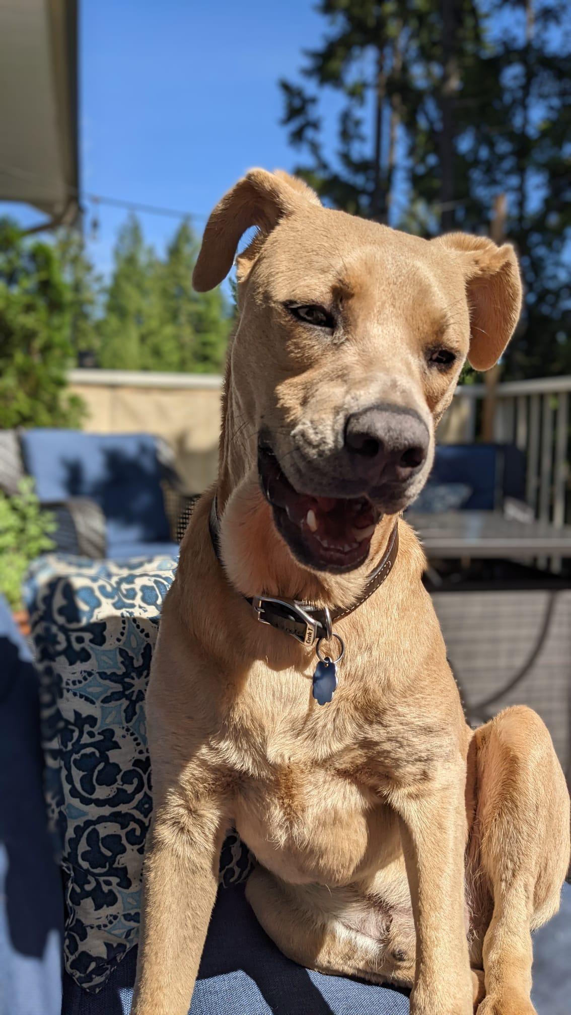 Daily photo of Cosmo | Scrolller