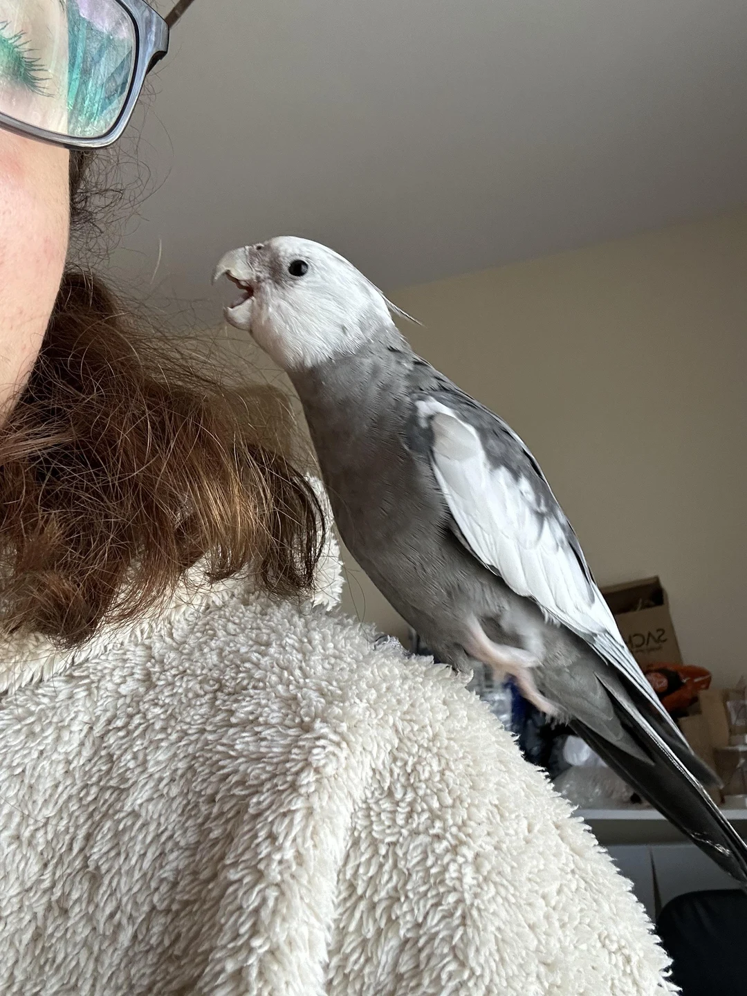 Angry birb | Scrolller