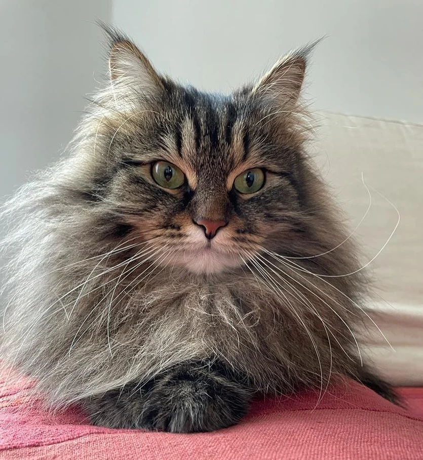 Yes, I’m very comfortable. | Scrolller