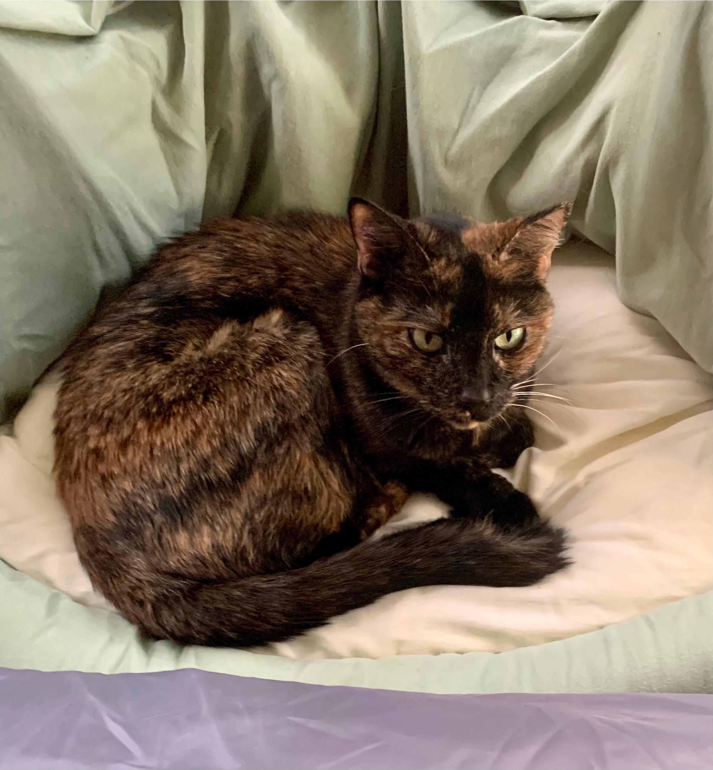 Topaz sunning in late afternoon | Scrolller