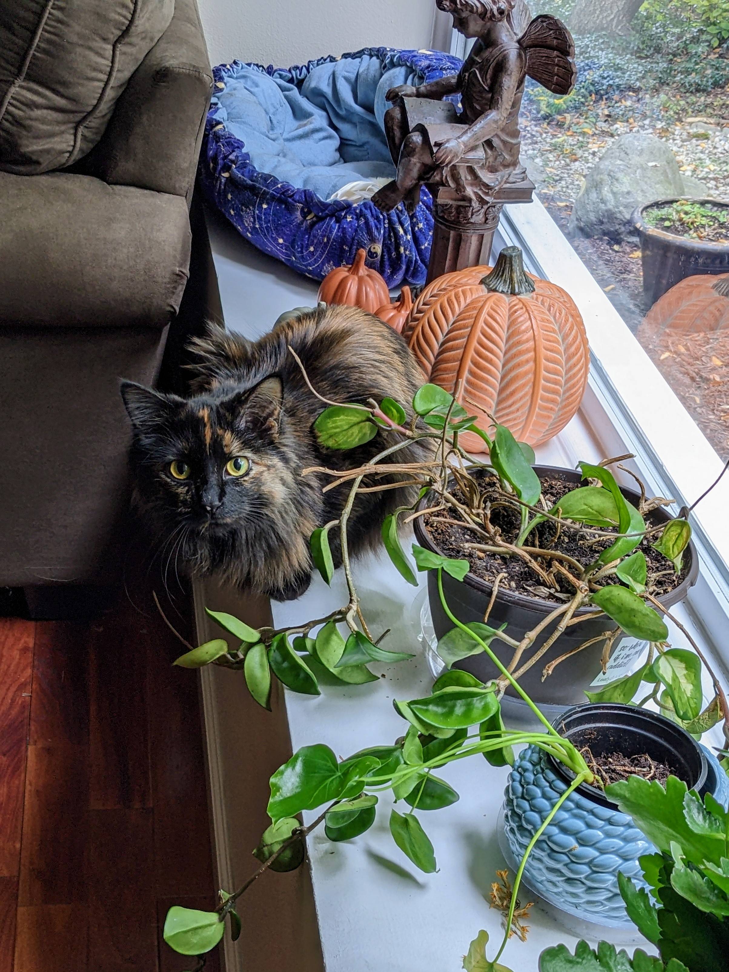 Decorating the Window Sill | Scrolller