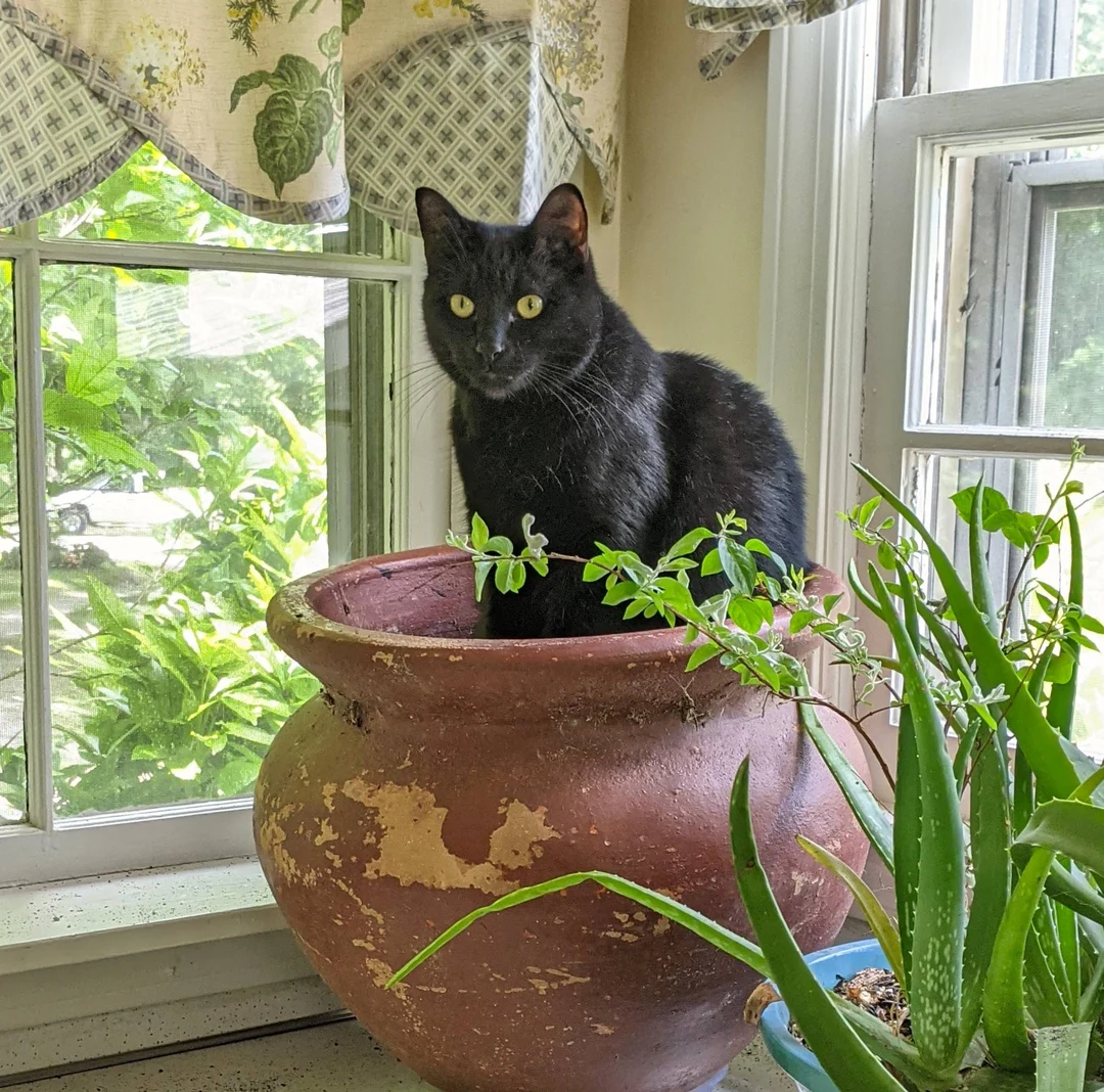 caught in a pot | Scrolller