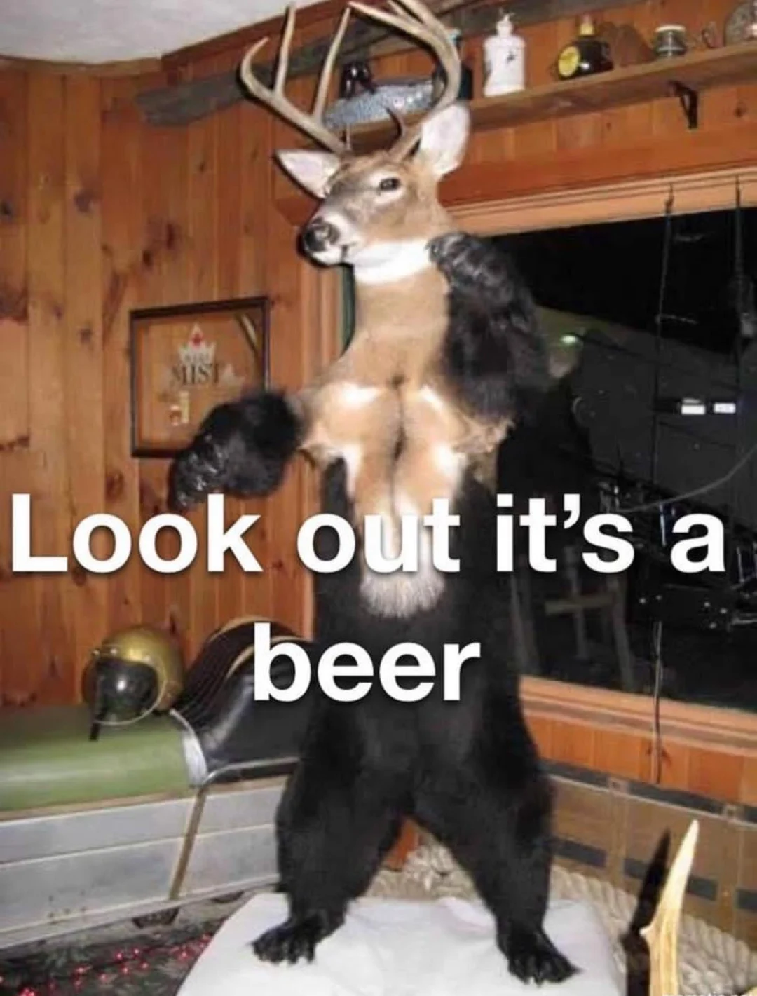 My favorite animal . | Scrolller