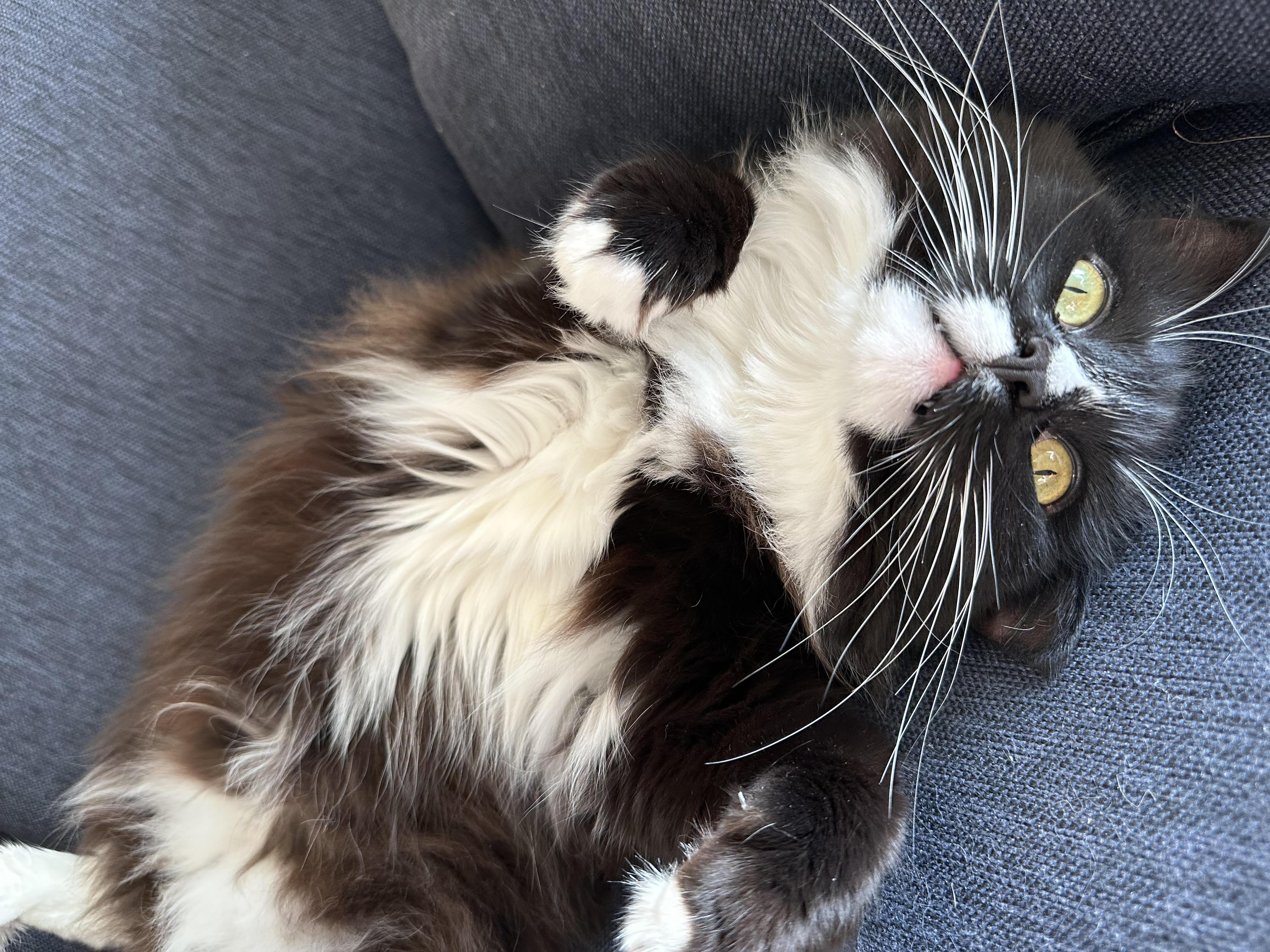 Here's my derp | Scrolller