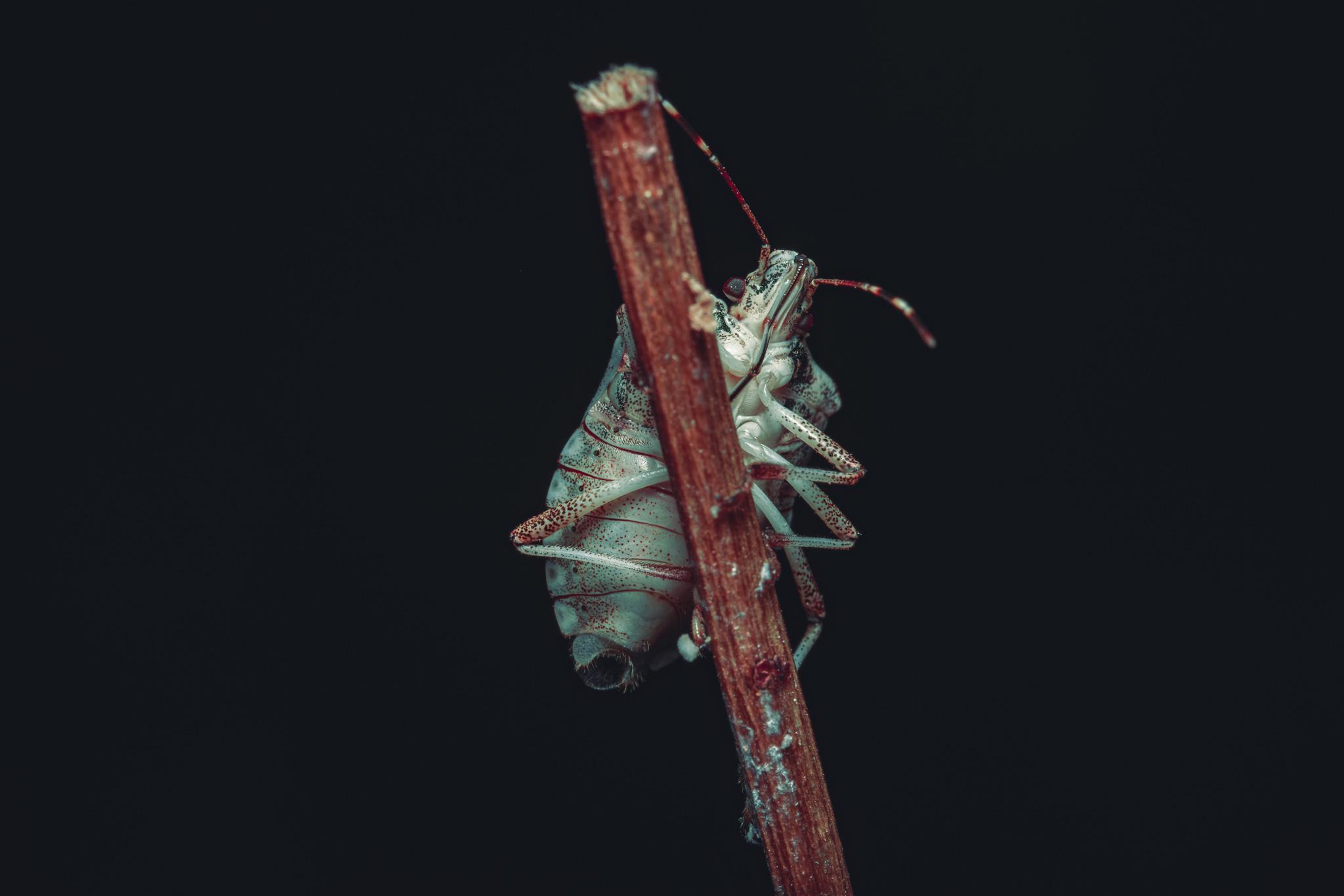 Discover more like MacroPorn: Brown Marmorated Stink bug on a stem and Related Content | Scrolller