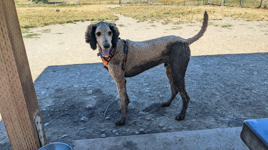 Bridger had a rejuvenating day at the mud spa | Scrolller