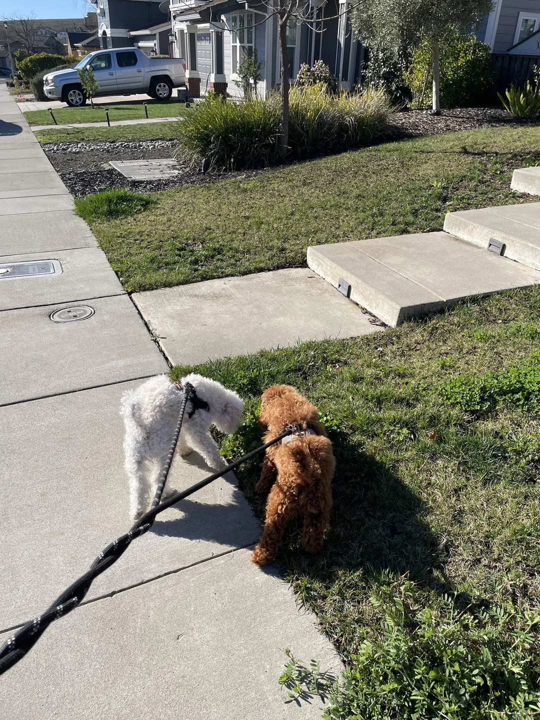 Tangled dogs on a leash | Scrolller