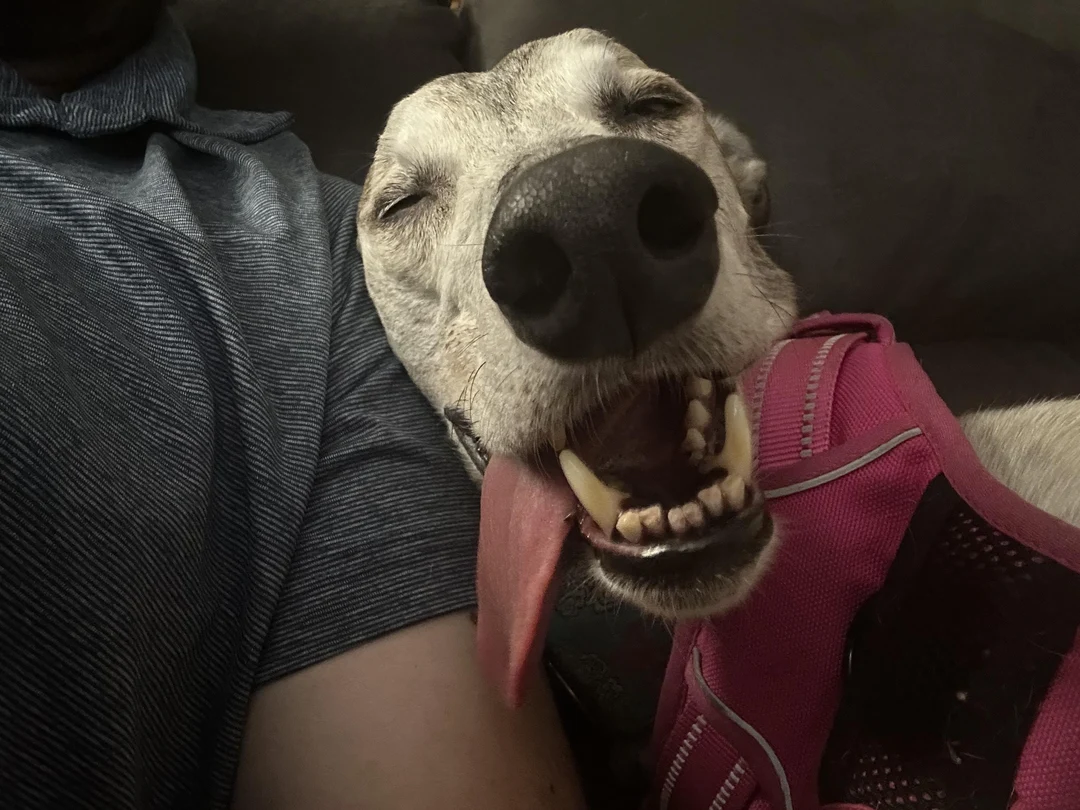 Saturday snuggles | Scrolller