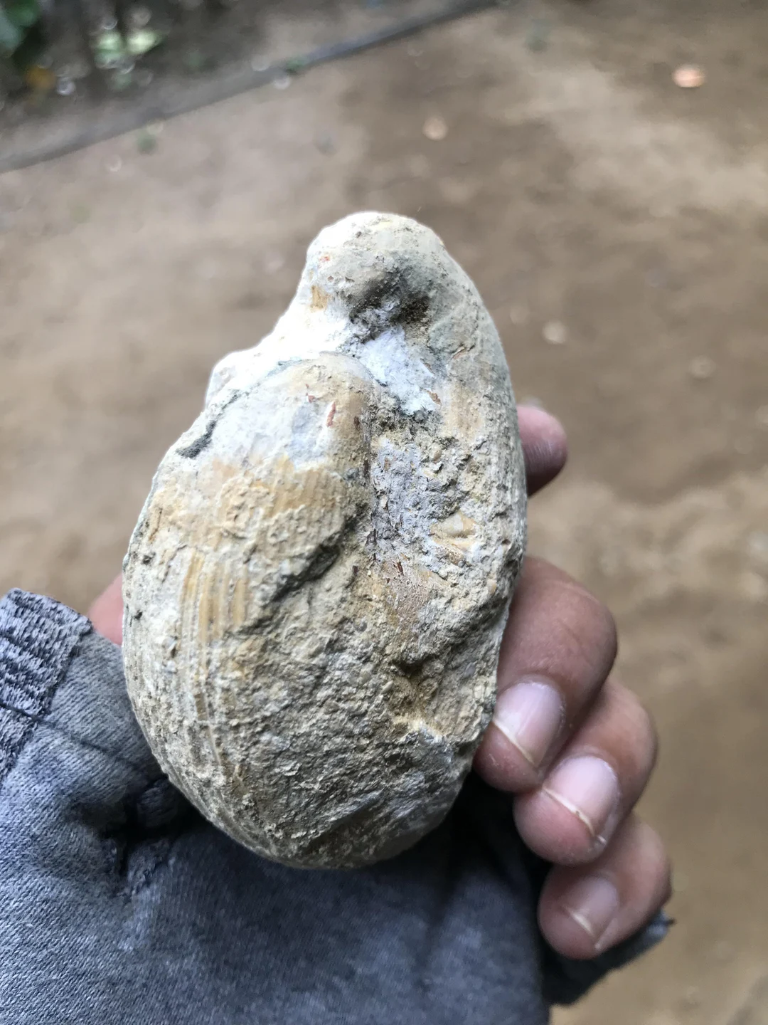 Anyone please ID this shell. | Scrolller