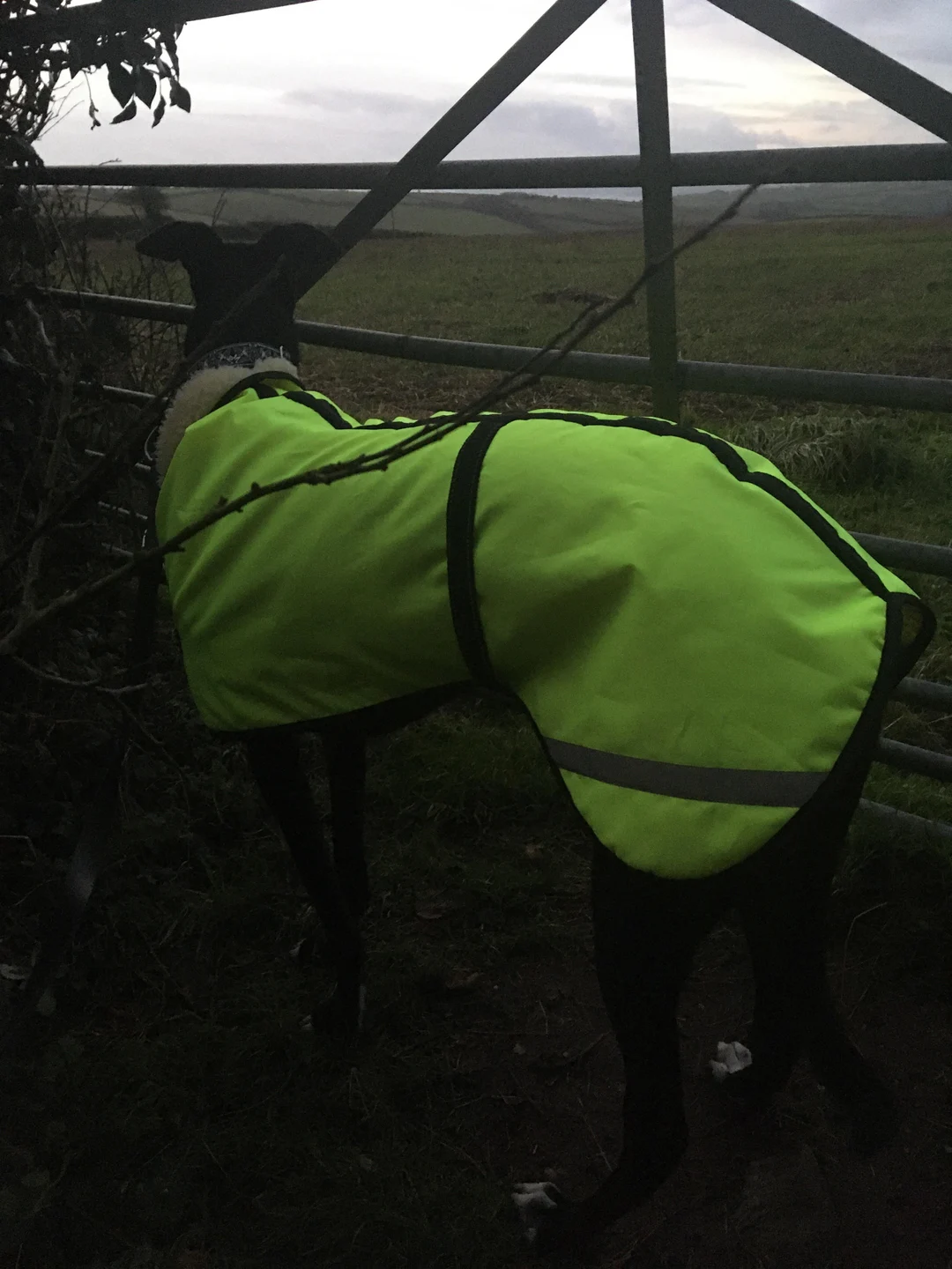 Weird obsession, more info in comments. | Scrolller