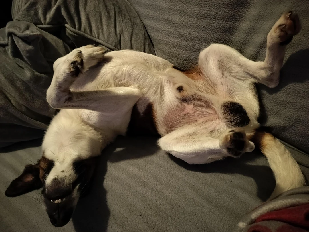 Definition of 'I'm dead' | Scrolller