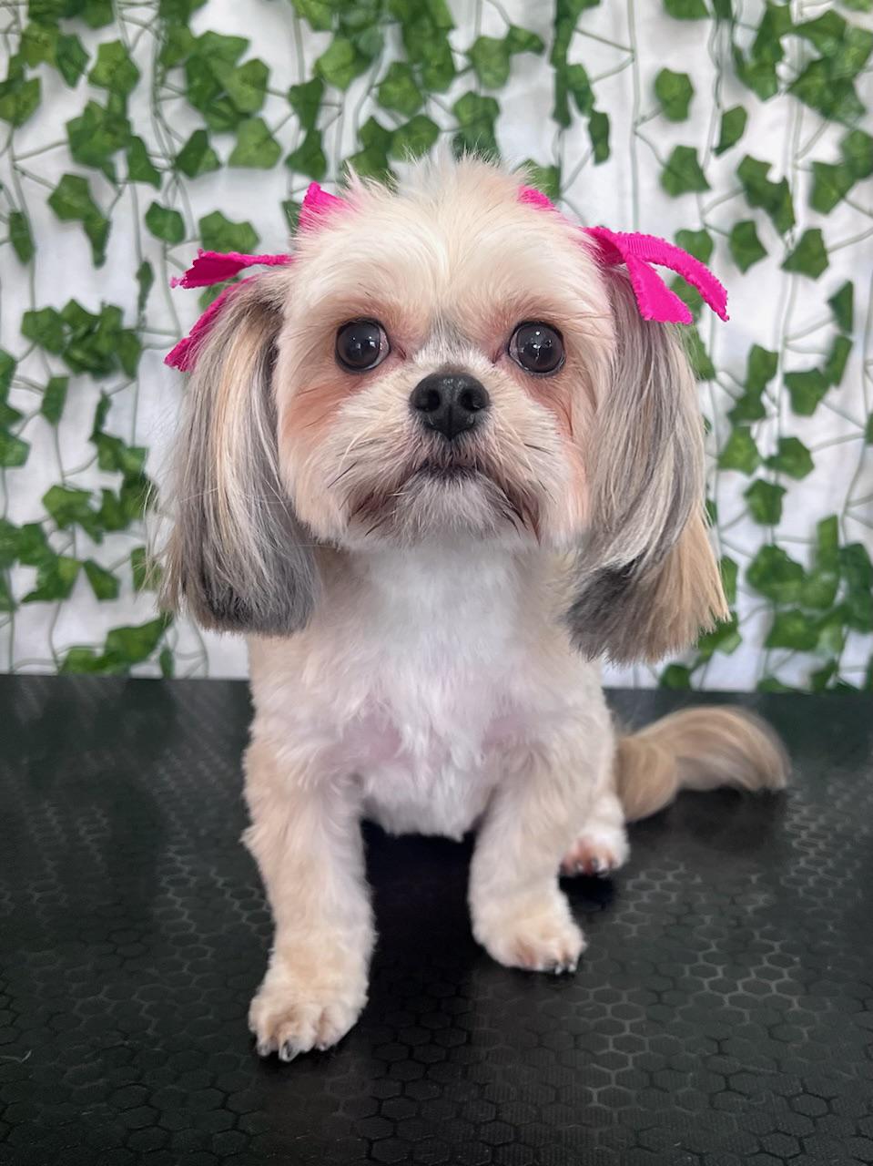 Buttons got groomed today! | Scrolller