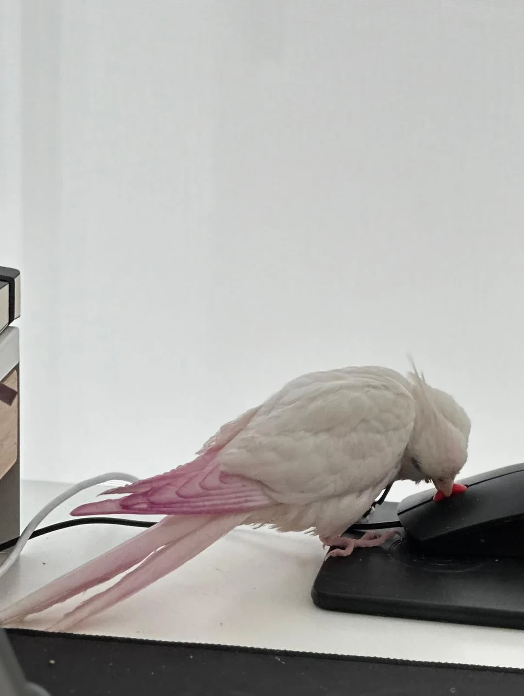 Cockatiel dyed from calcium perch | Scrolller