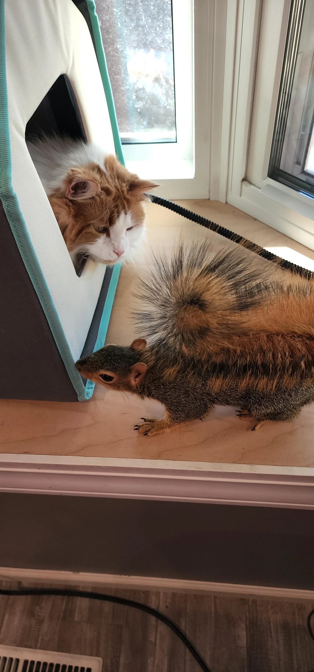 Yes, They Get Along | Scrolller