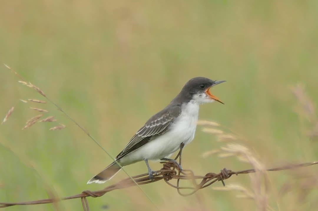 Discover more like Birdpics: Western (Yellow) & Eastern Kingbirds and Related Content | Scrolller