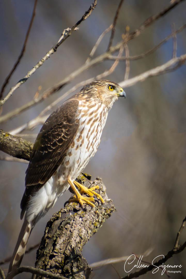 Is this a Cooper’s hawk? | Scrolller