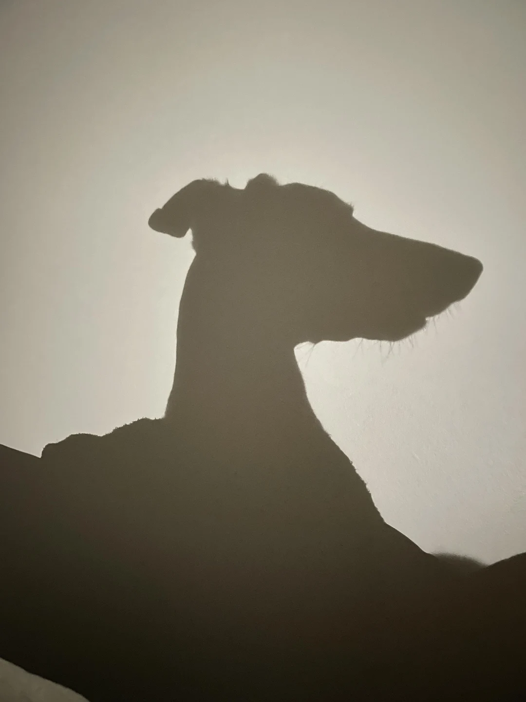 Playing shadow puppets last night 😂 | Scrolller