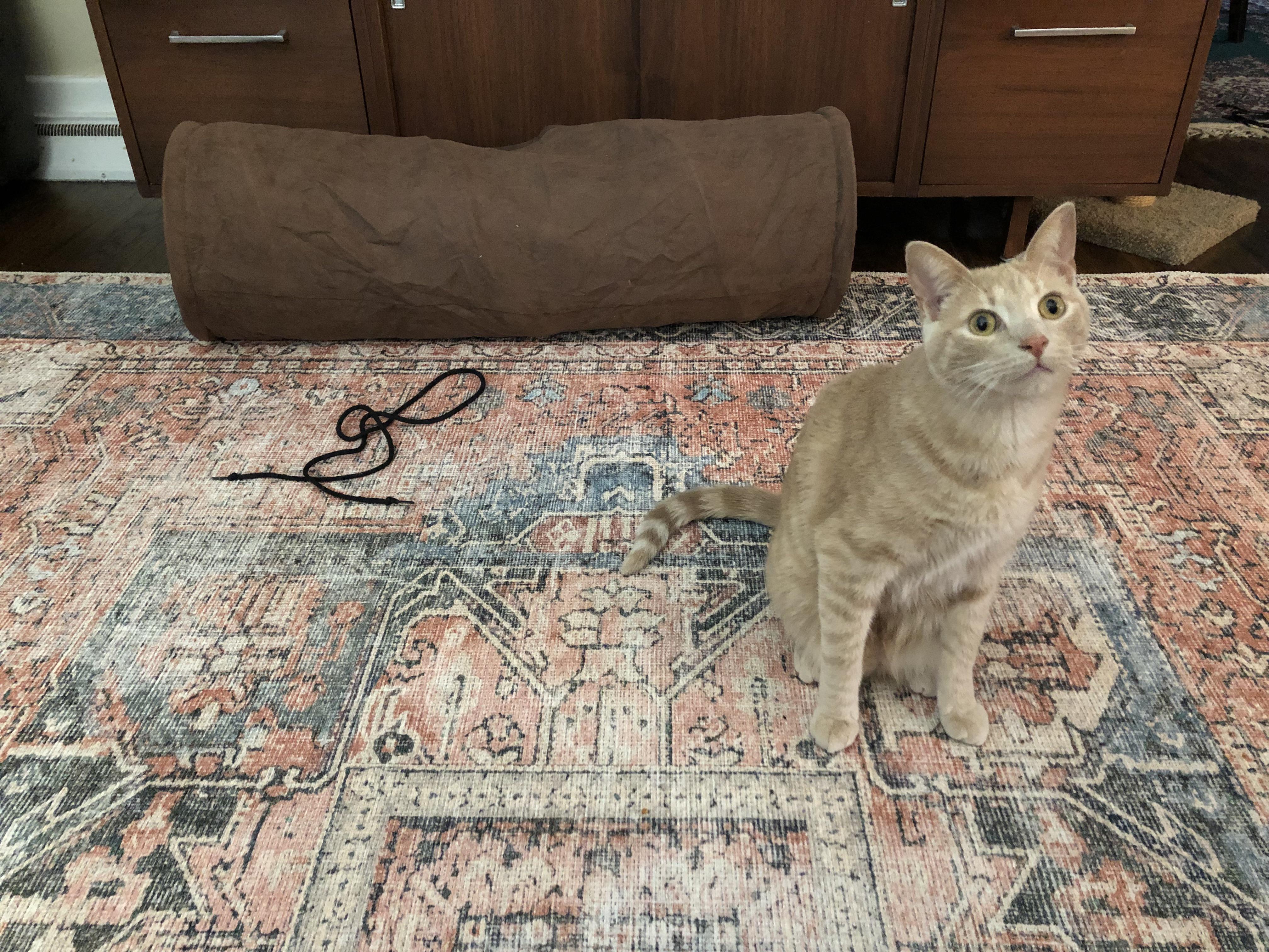 Mr. Thunder Biscuit and his string | Scrolller