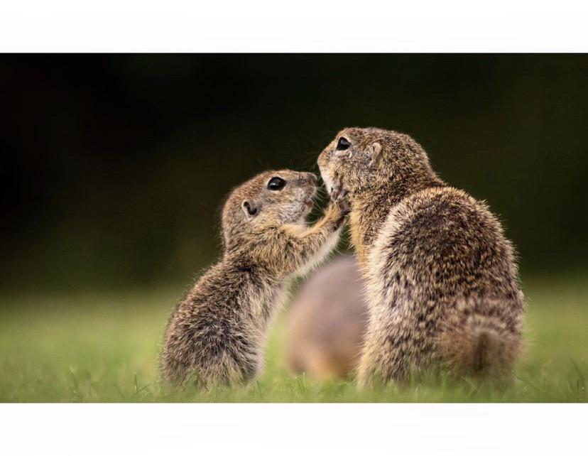 Cute ground squirrels (OC) | Scrolller