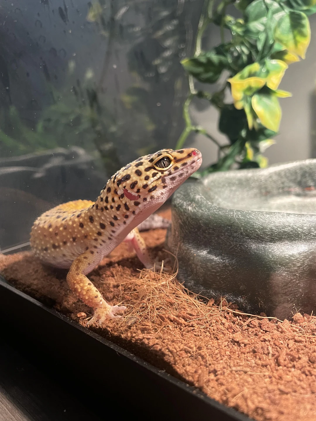 meet diablo. she is my new leopard gecko | Scrolller