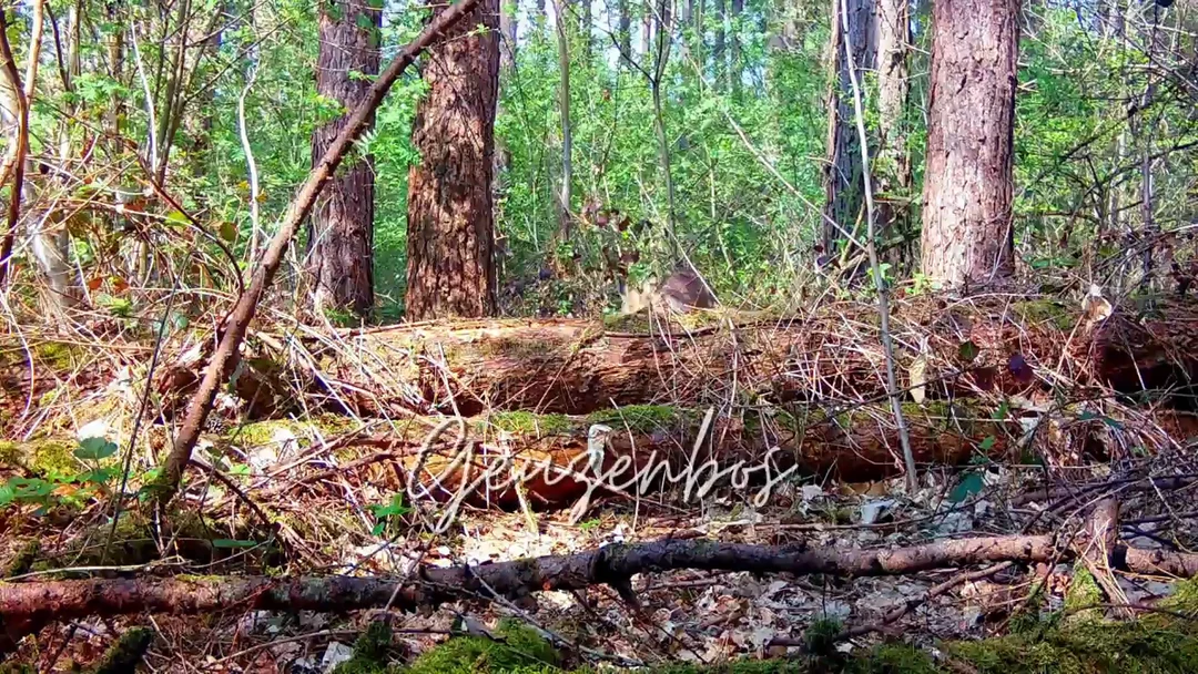These fallen trees turned out to be a perfect hold up for our roe deer family. Who's got the ...