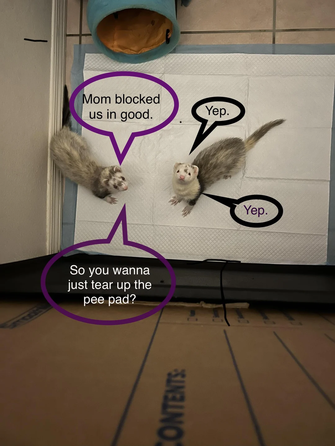 Yep. (Feat. Harvey & Eddie -aka- ‘The Stepbrothers’) | Scrolller