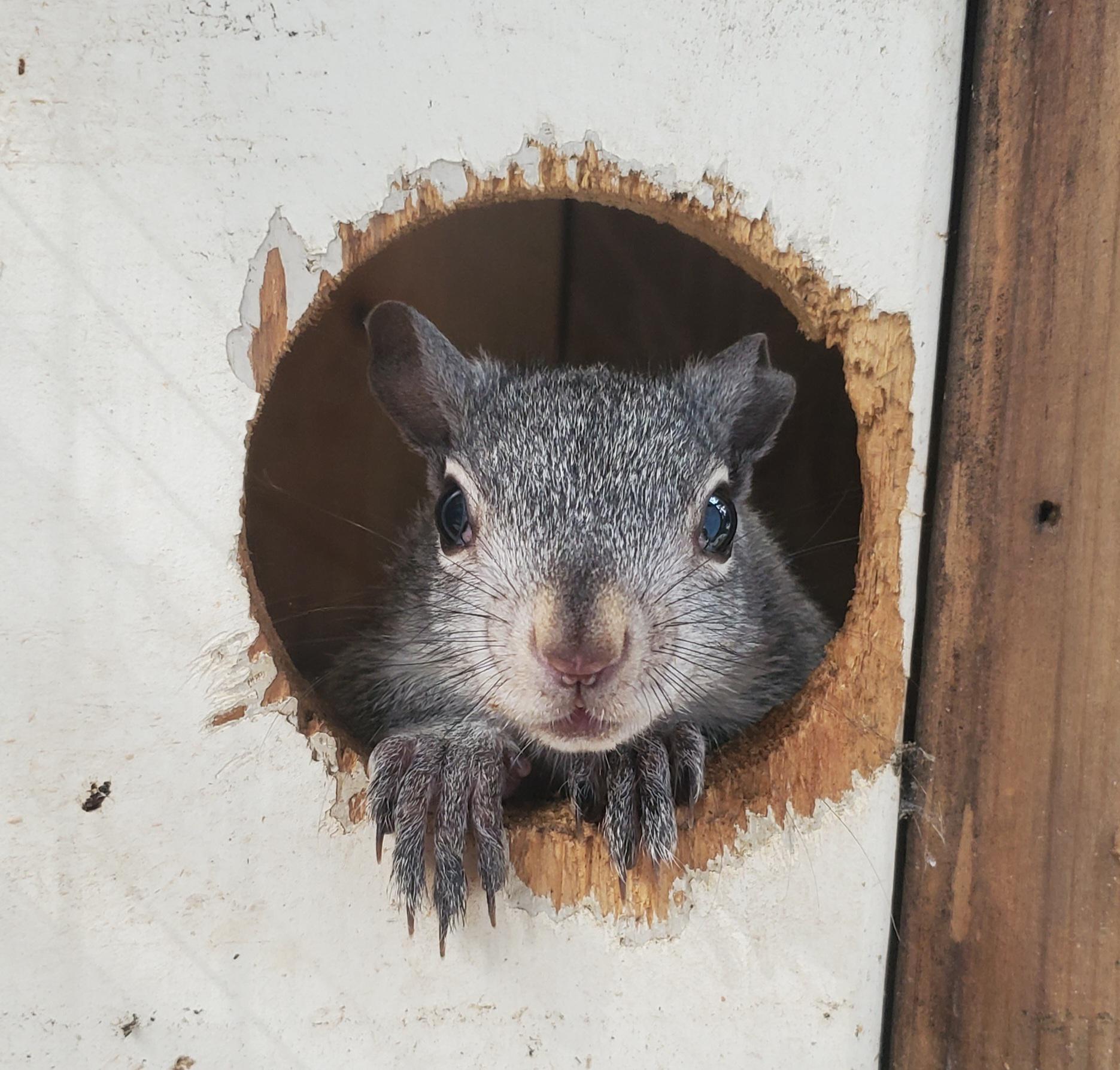 Discover more like Squirrels: 8.5 week old little girl and Related Content | Scrolller