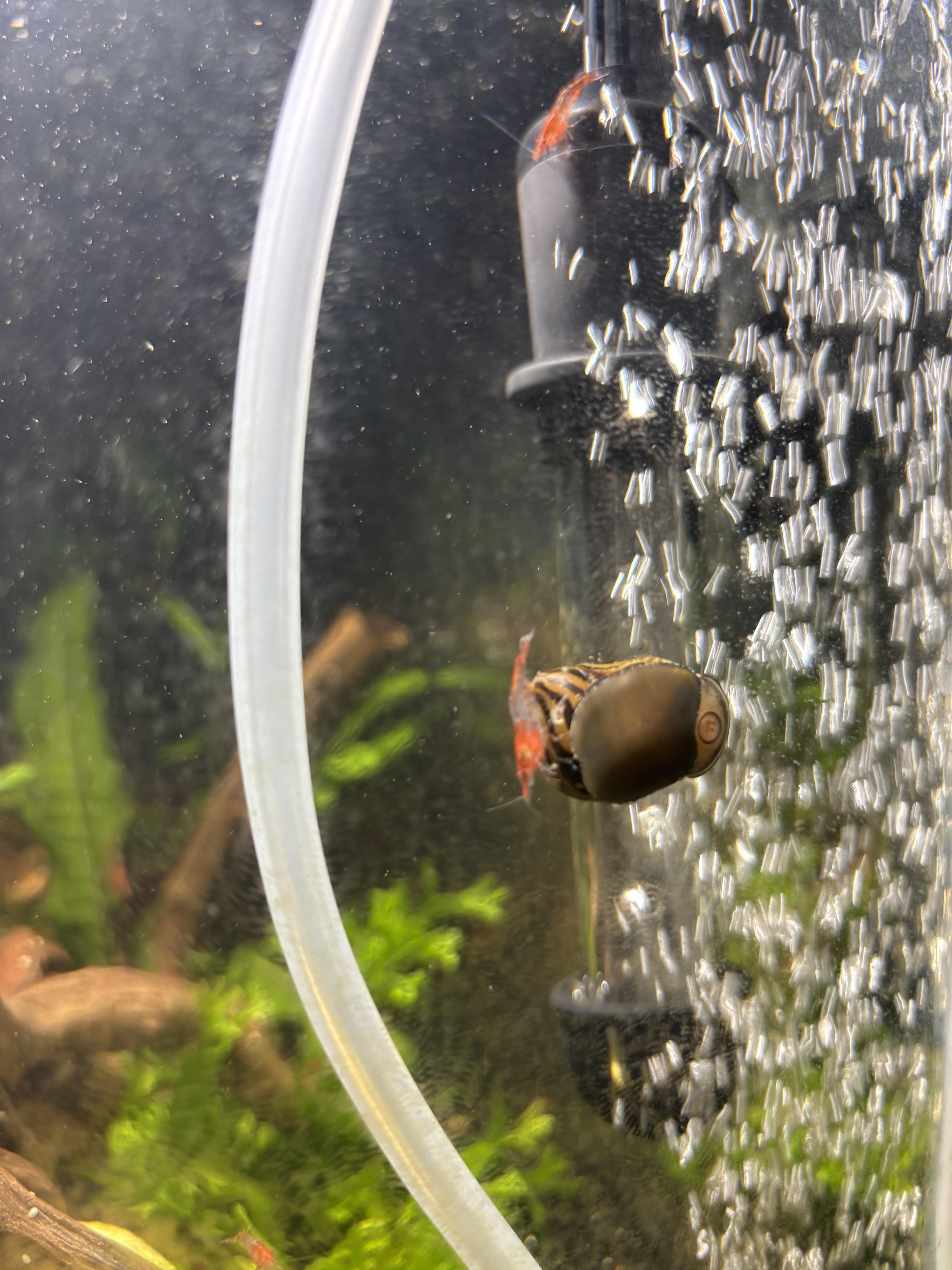 Shrimp riding snail | Scrolller