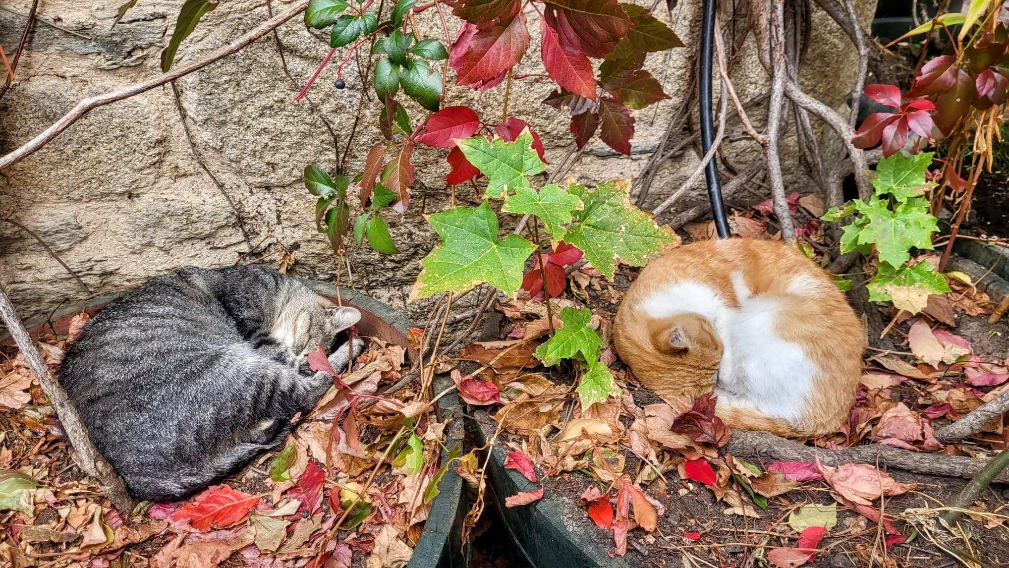 Couple of gatos having a siesta in a village in northern Spain (OC) | Scrolller