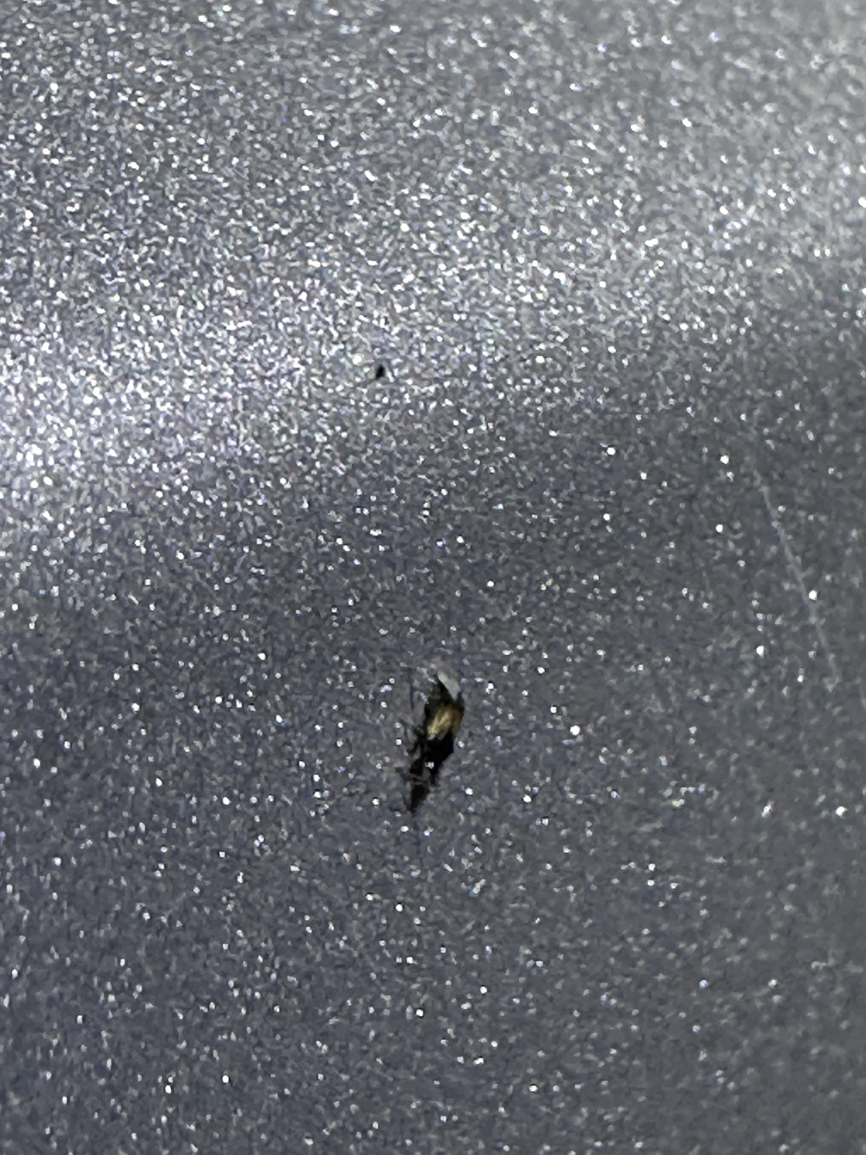 What are these bugs all over my car | Scrolller