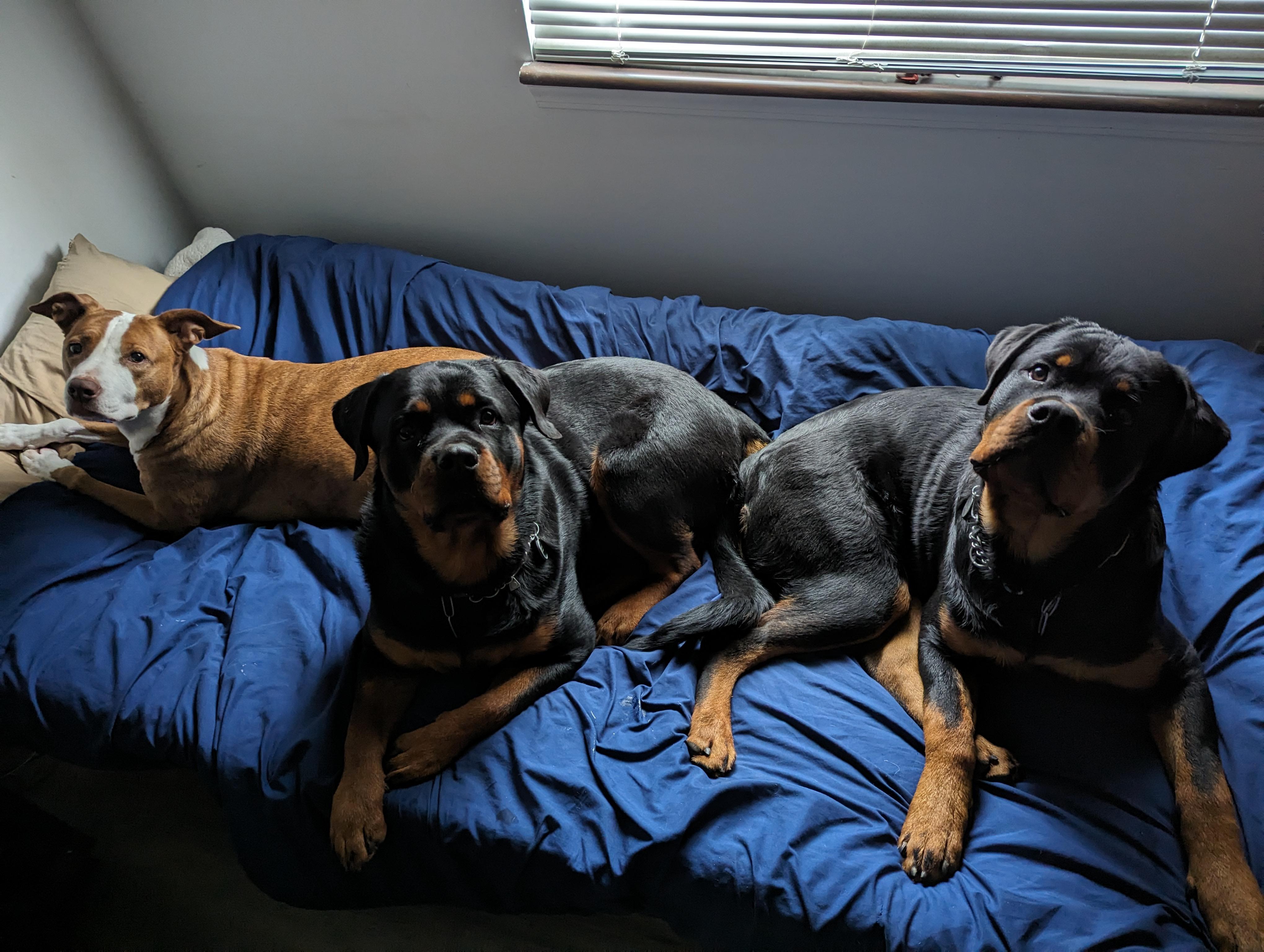 Spoiled Rotten Rottweiler Brigade | Scrolller