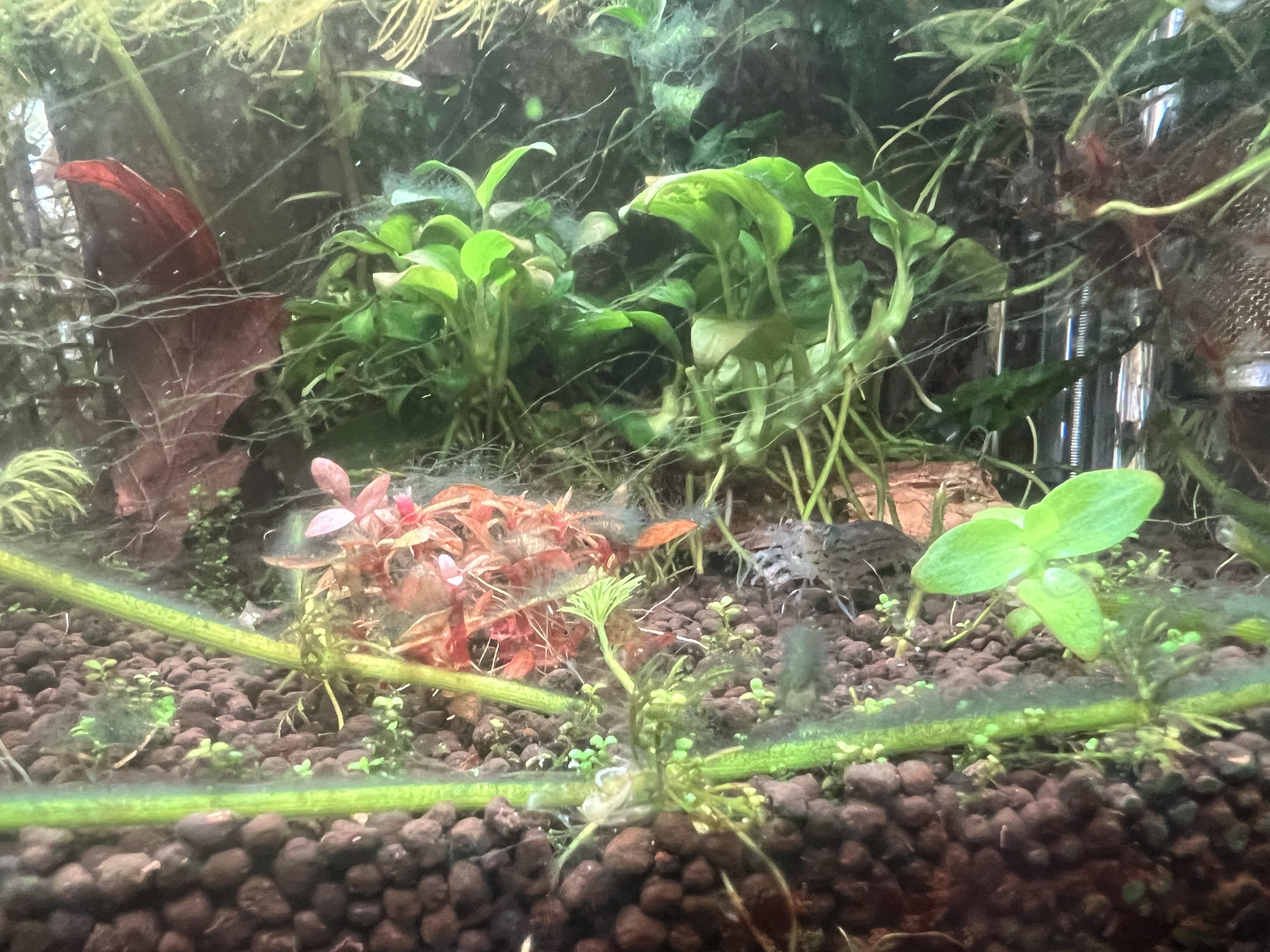 Algae identification | Scrolller