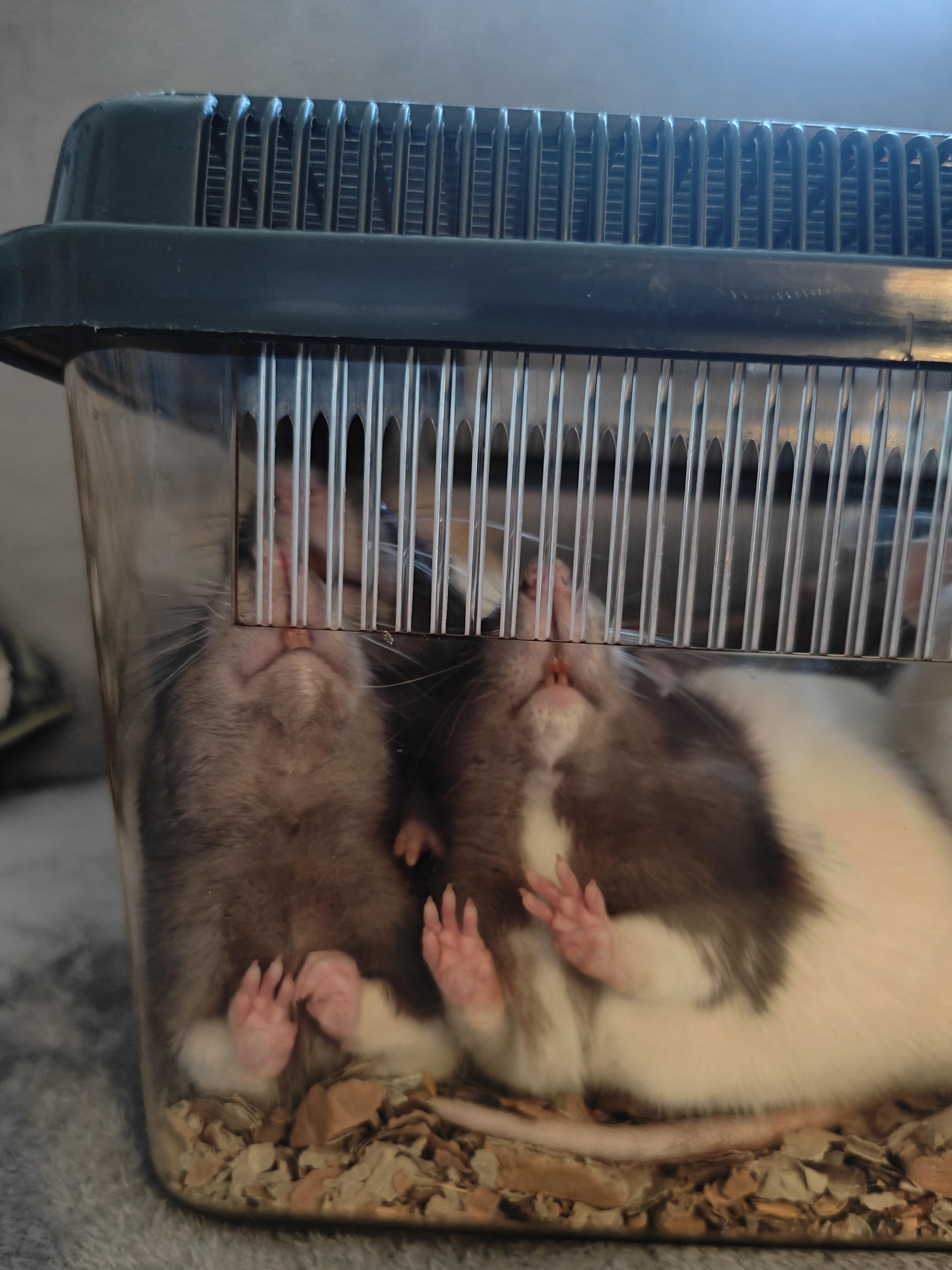 Squishy intro pics | Scrolller