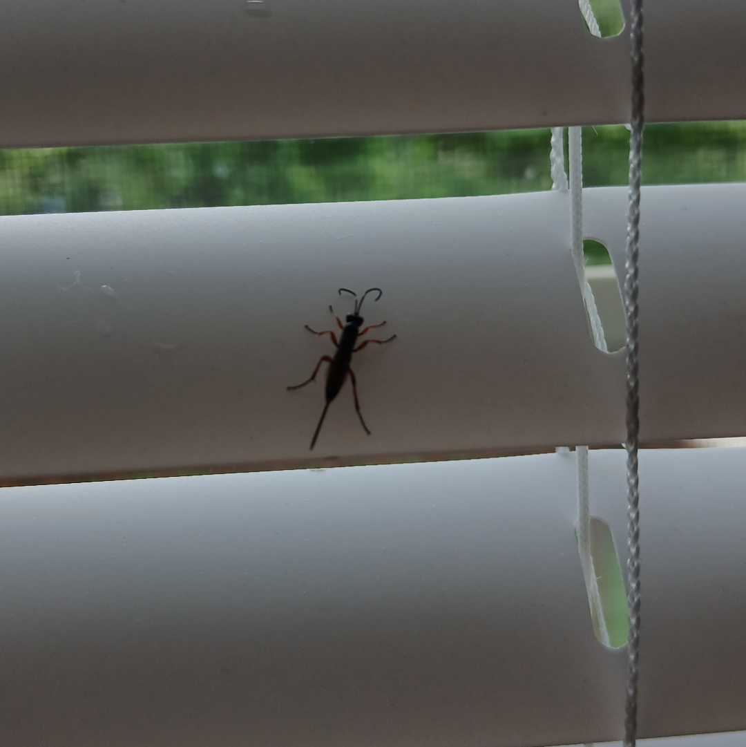 Is this a wasp? | Scrolller