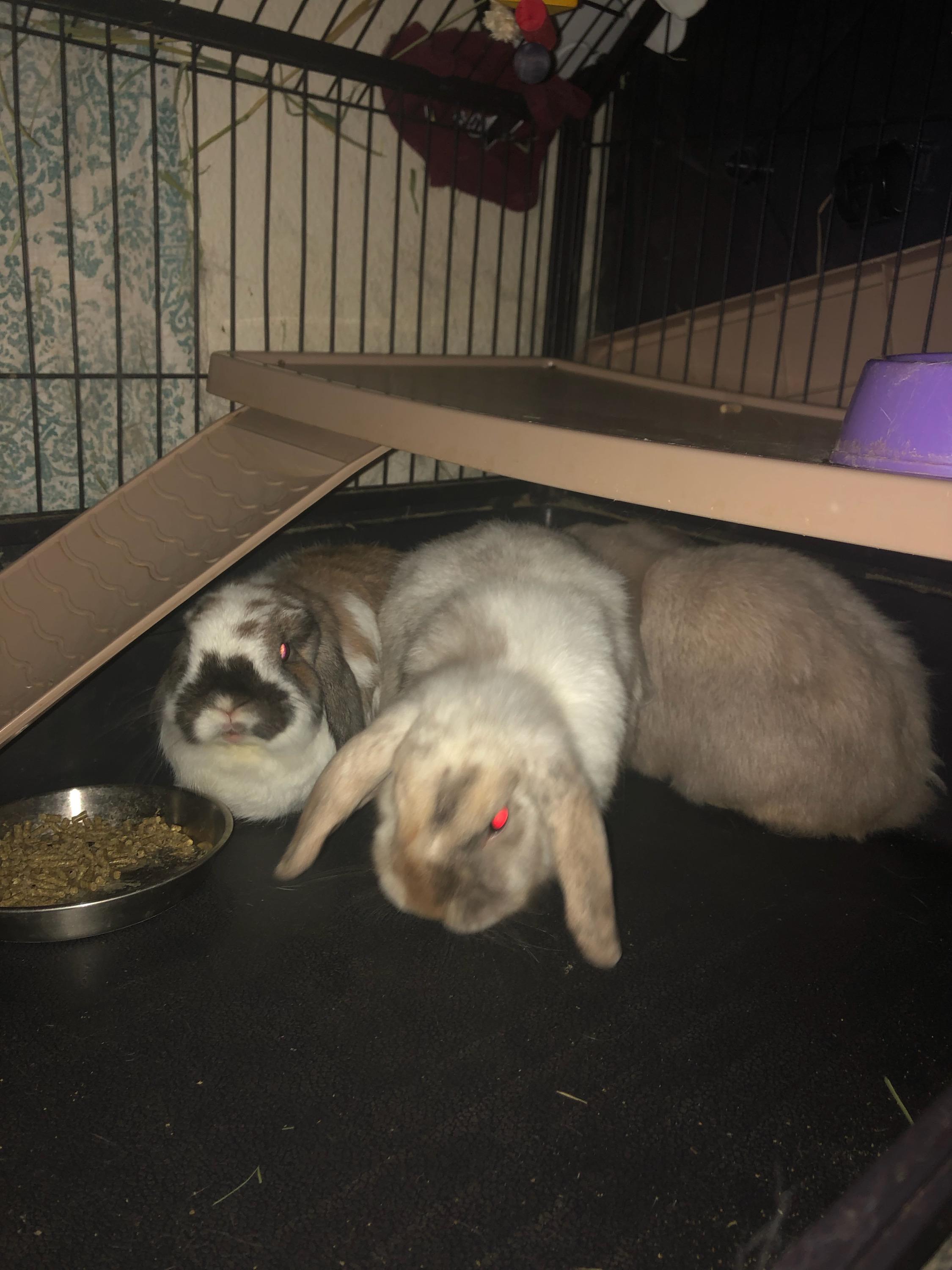 Halloween demon buns!! Read captions for context 😈 | Scrolller