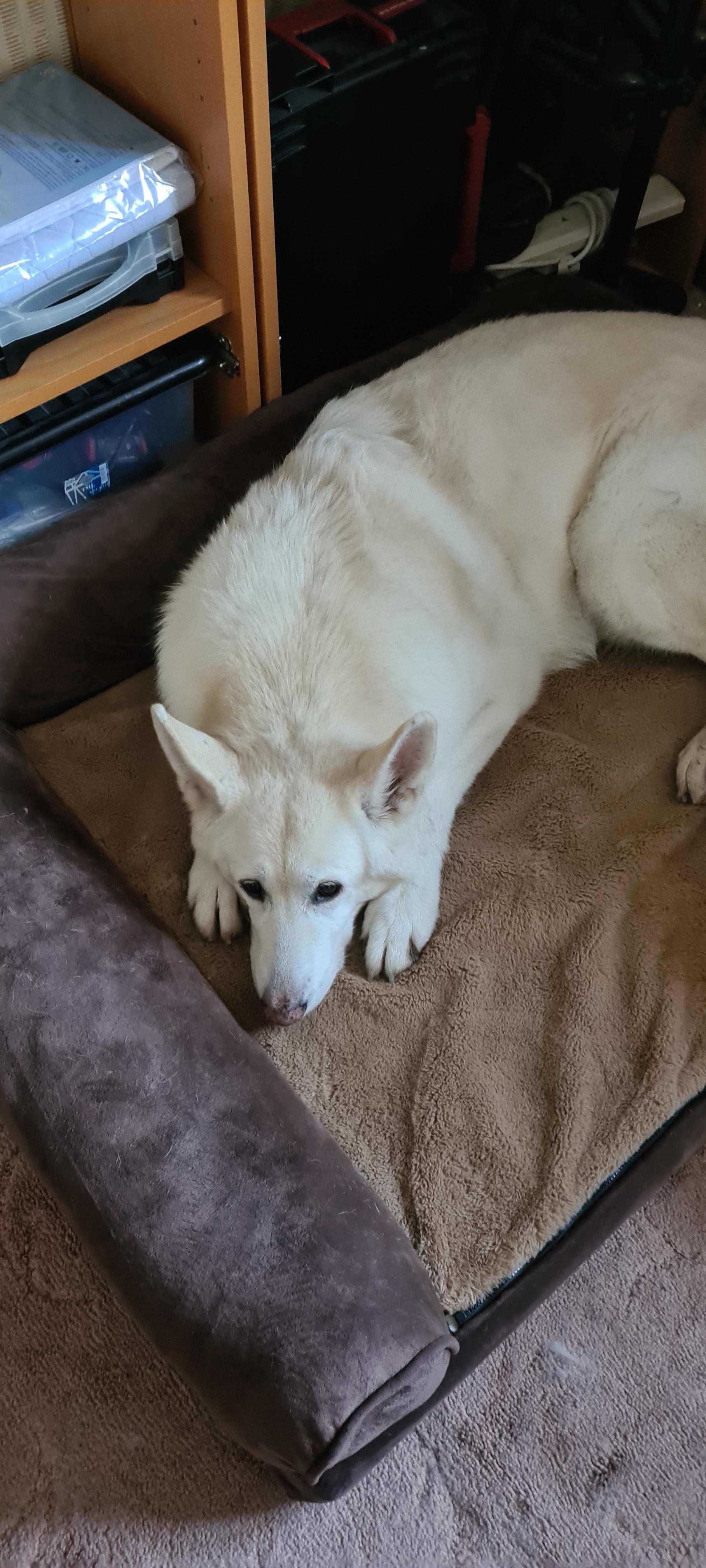 Meet Blanco! | Scrolller