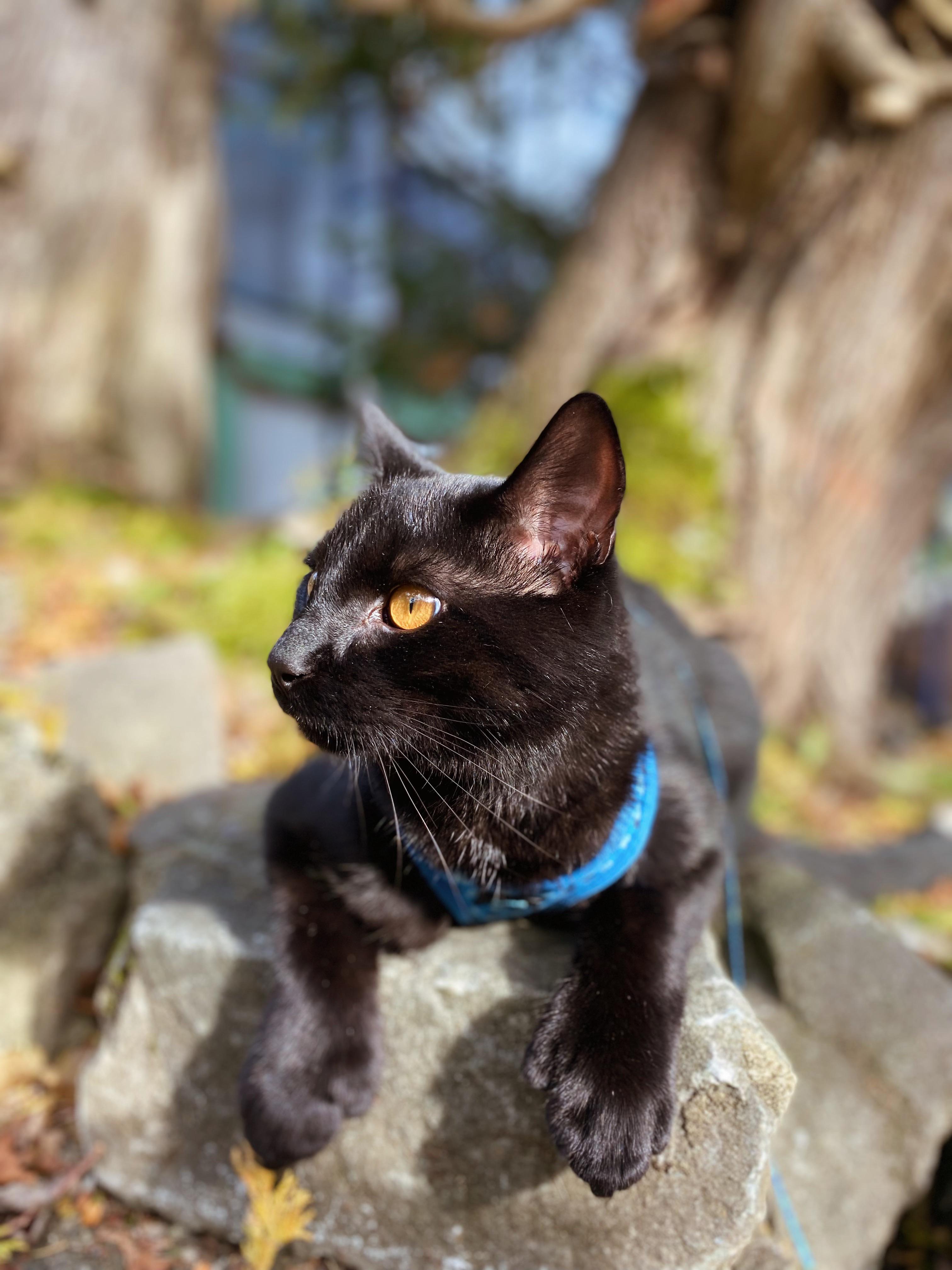 Apollo’s Autumn Adventure | Scrolller