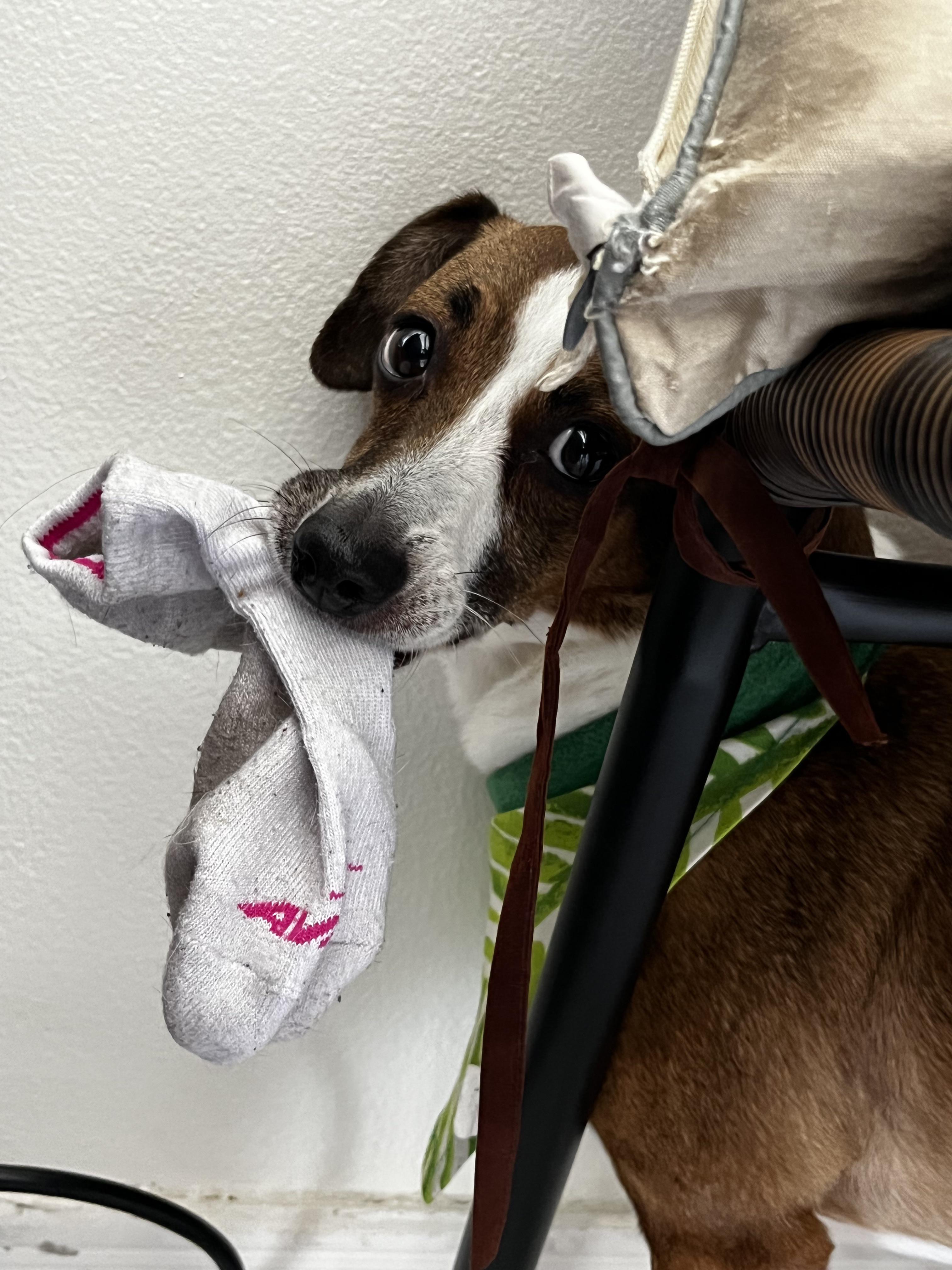 (OC) Meet my very own sock thief 🧦 | Scrolller